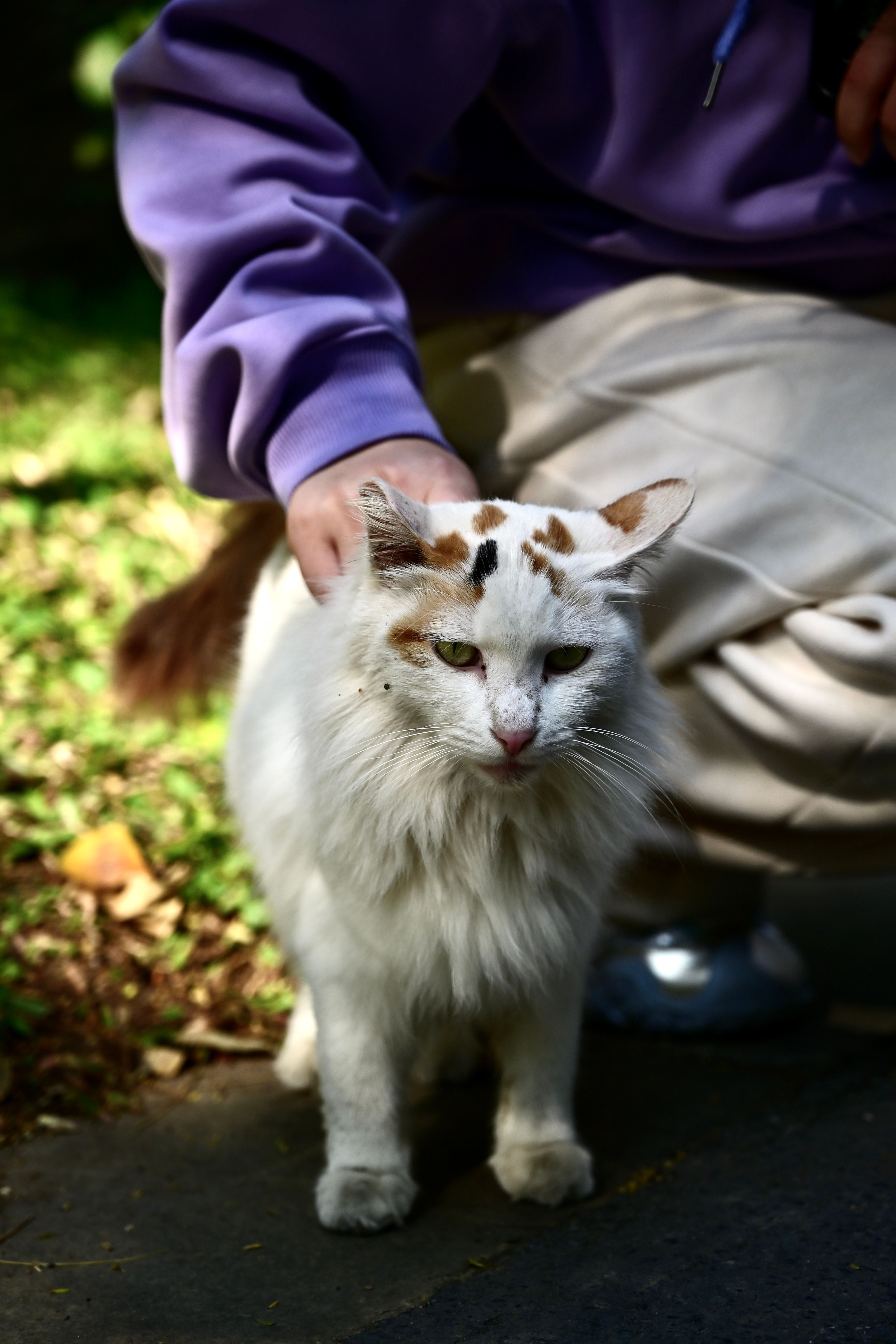 Outdoor Petting of a Fluffy White Cat · Free Stock Photo