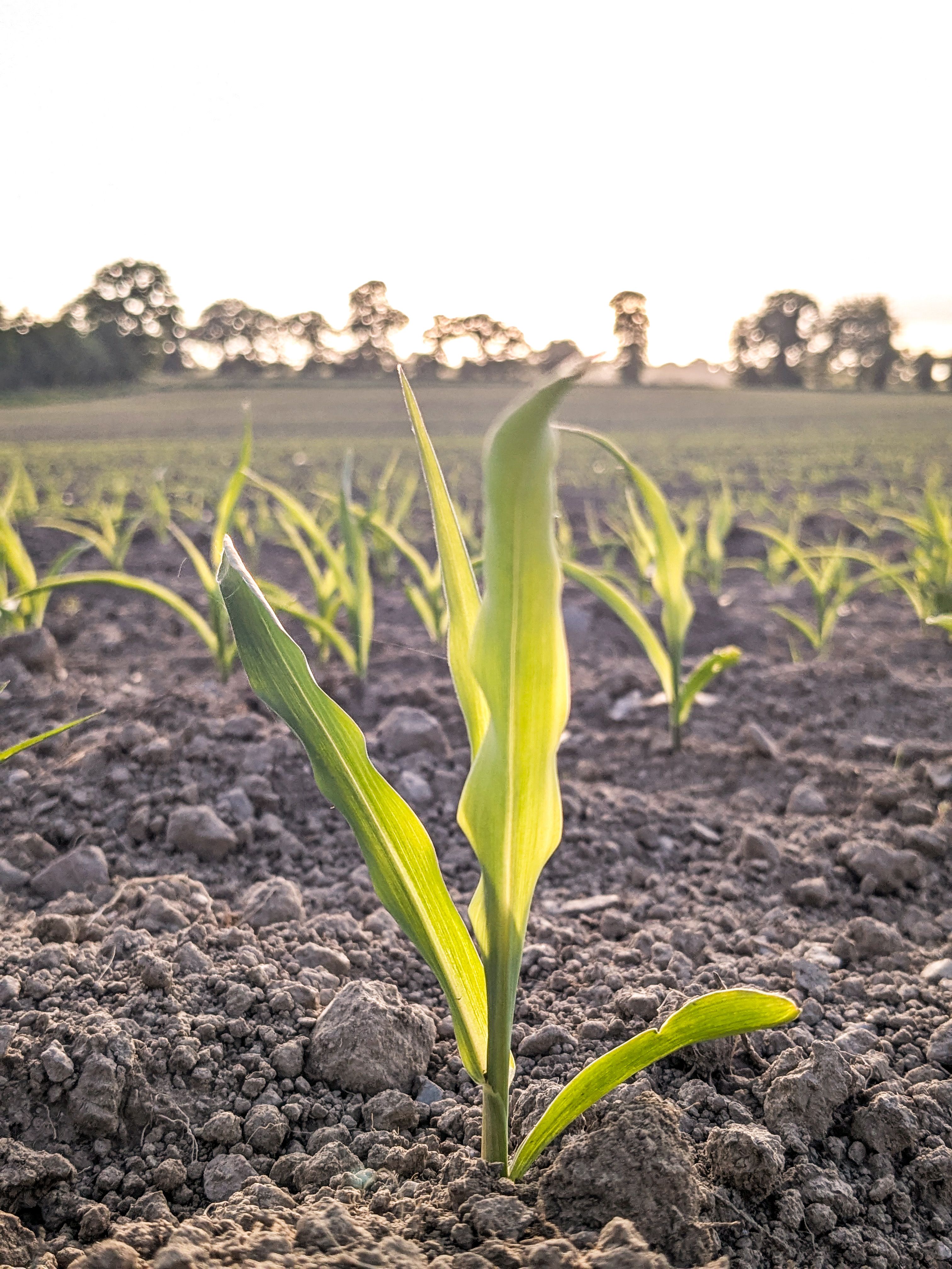 9,000+ Best Corn Photos · 100% Free Download · Pexels Stock Photos
