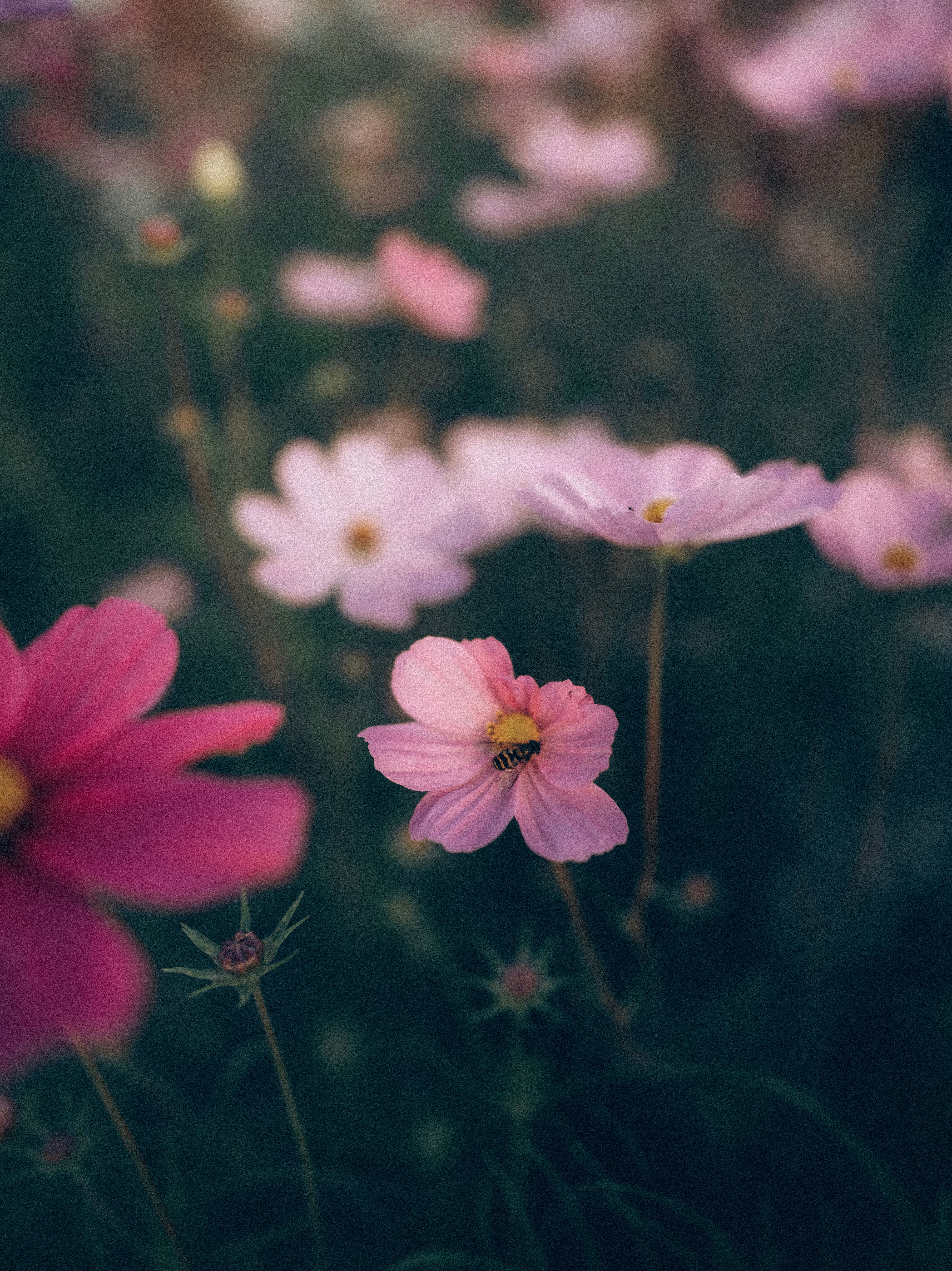 Aesthetic Flower Background Photos, Download The BEST Free Aesthetic ...