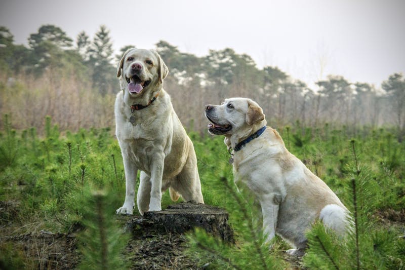 Labrador Retriever Photos, Download The BEST Free Labrador Retriever ...
