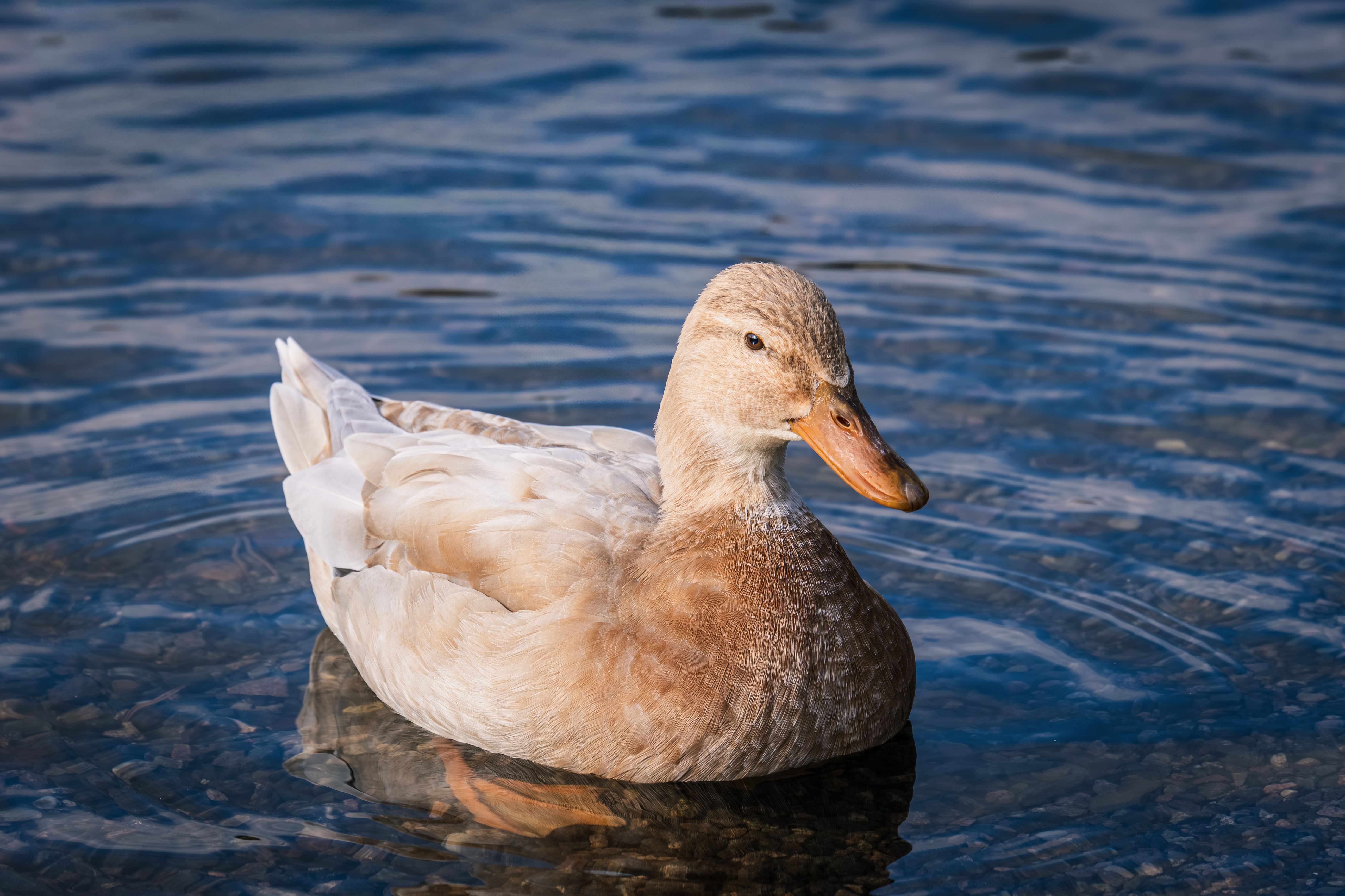Serene Duck Floating on Clear Blue Water · Free Stock Photo
