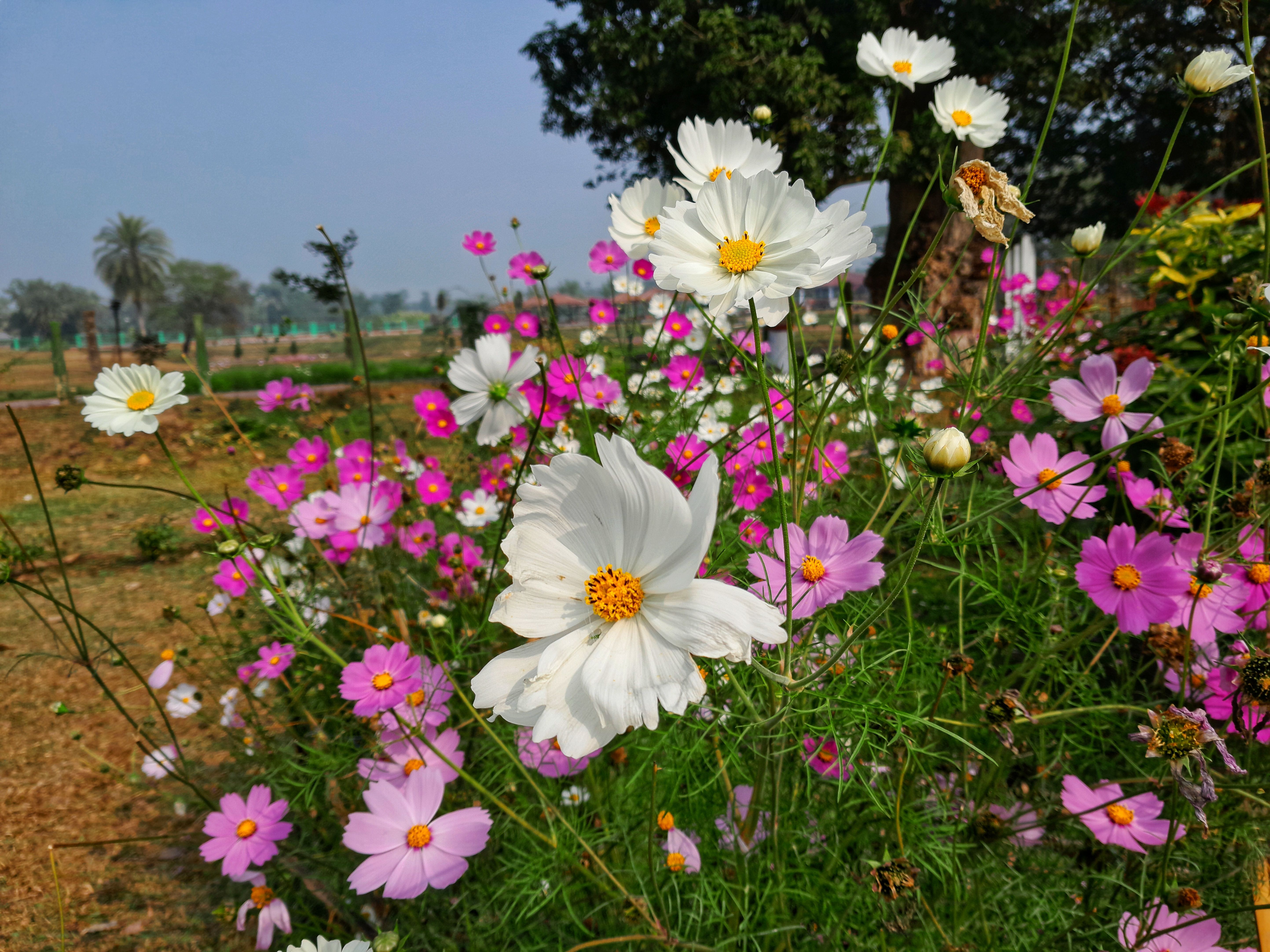 Vibrant Cosmos Flowers in Bloom Outdoors · Free Stock Photo