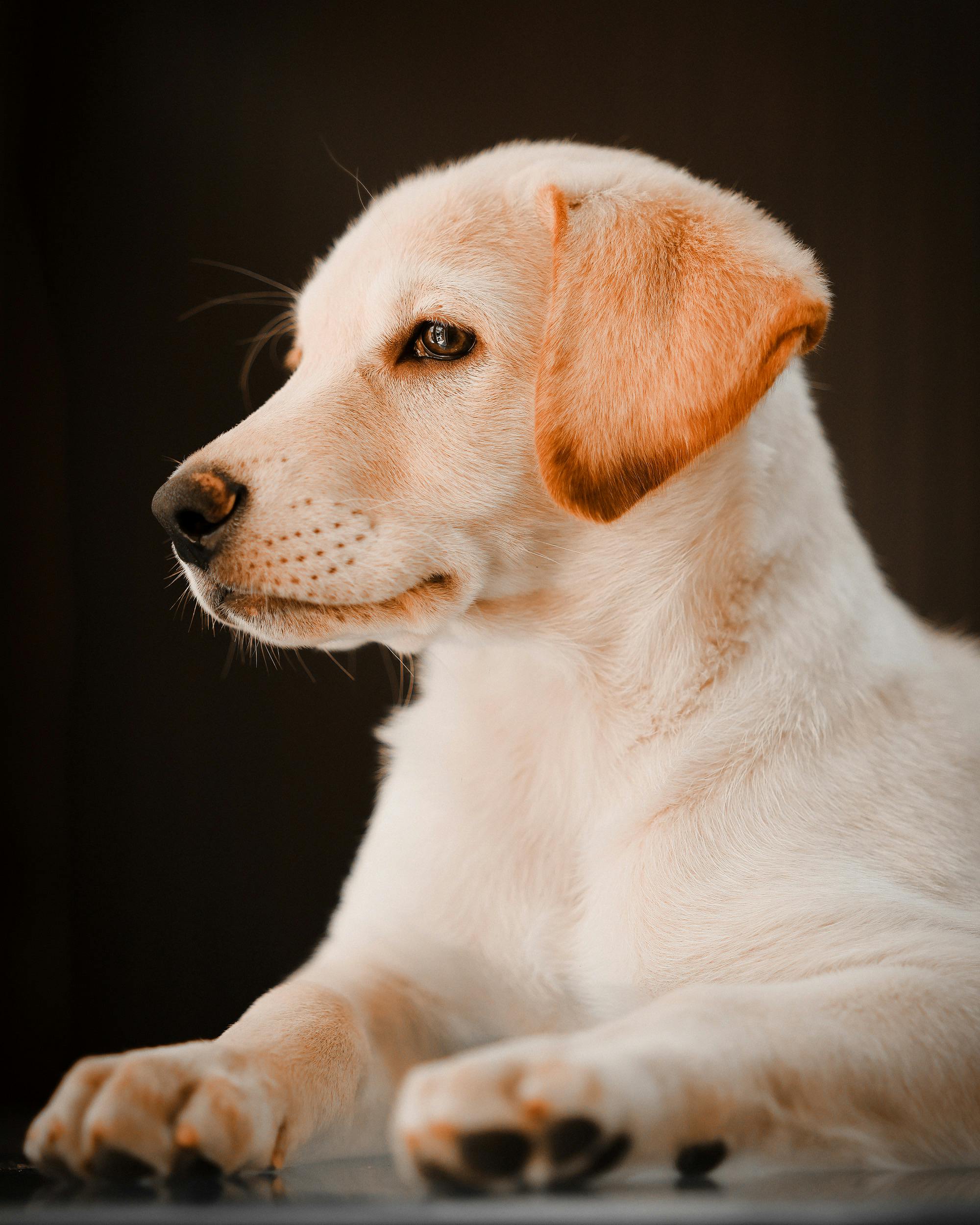 Anyma+Desktop+Background Photos, Download The BEST Free Anyma+Desktop ...