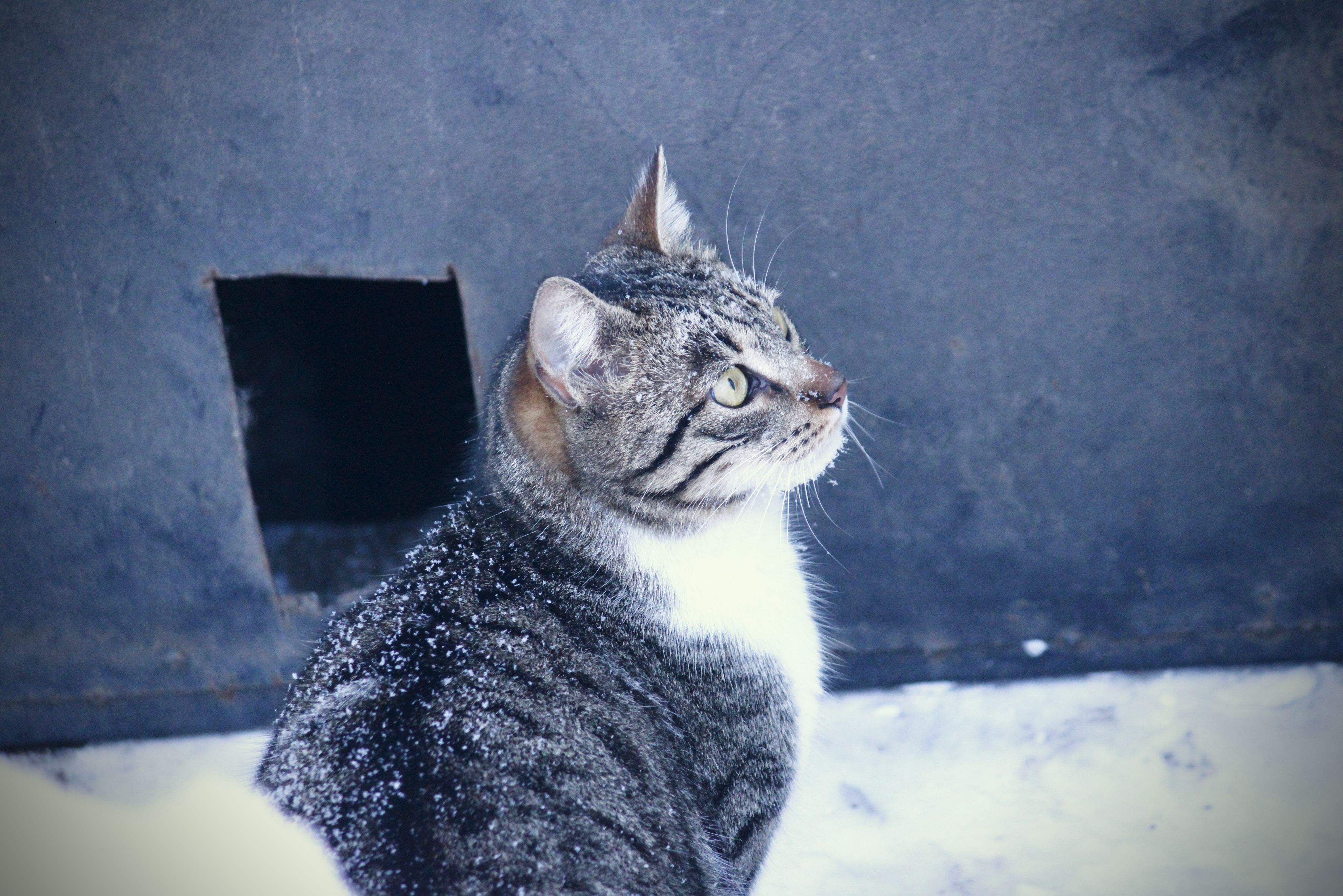 Charming Tabby Cat in Snowy Winter Scene · Free Stock Photo
