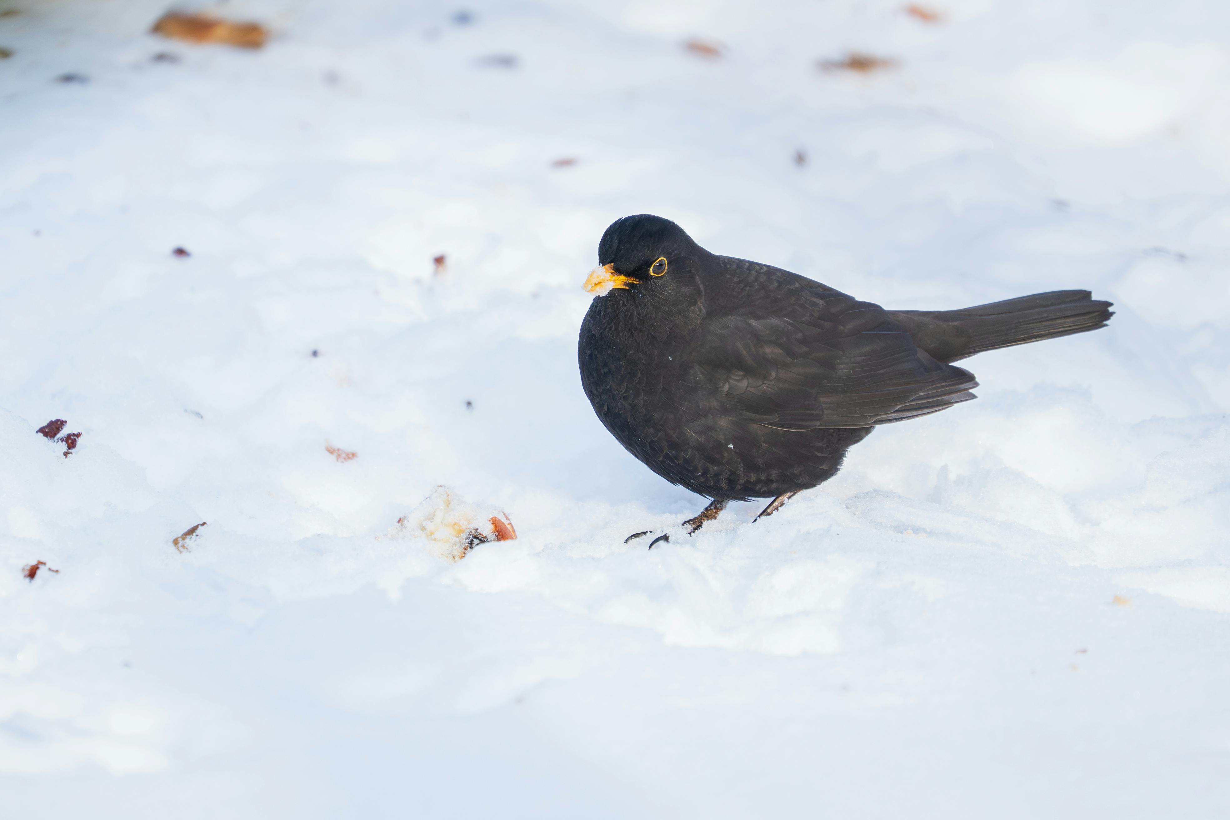 200.000+ Ice-pie-cool-nymph-girls Bilder und Fotos · Kostenlos ...