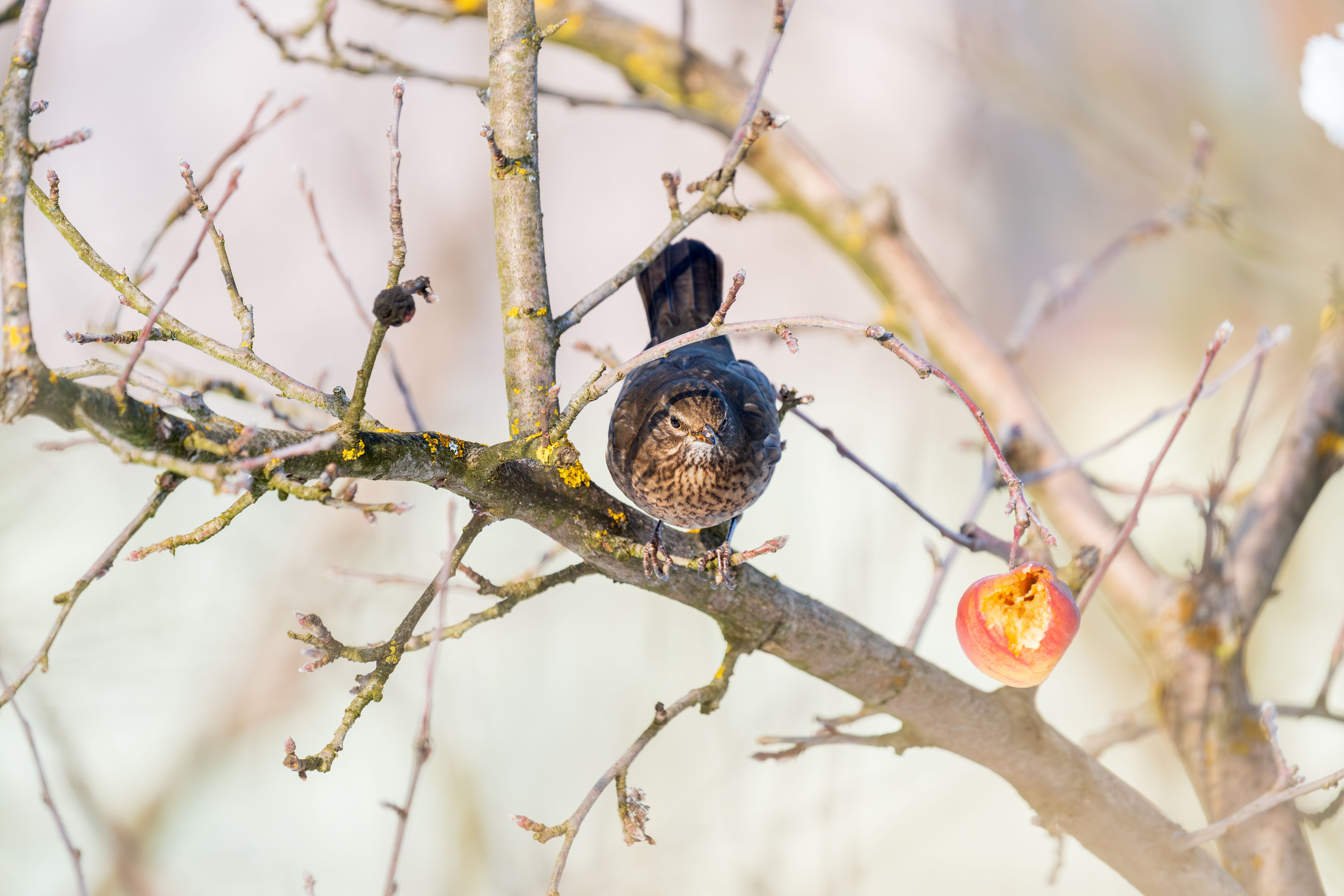 Songbird on a Branch in Winter Scene · Free Stock Photo