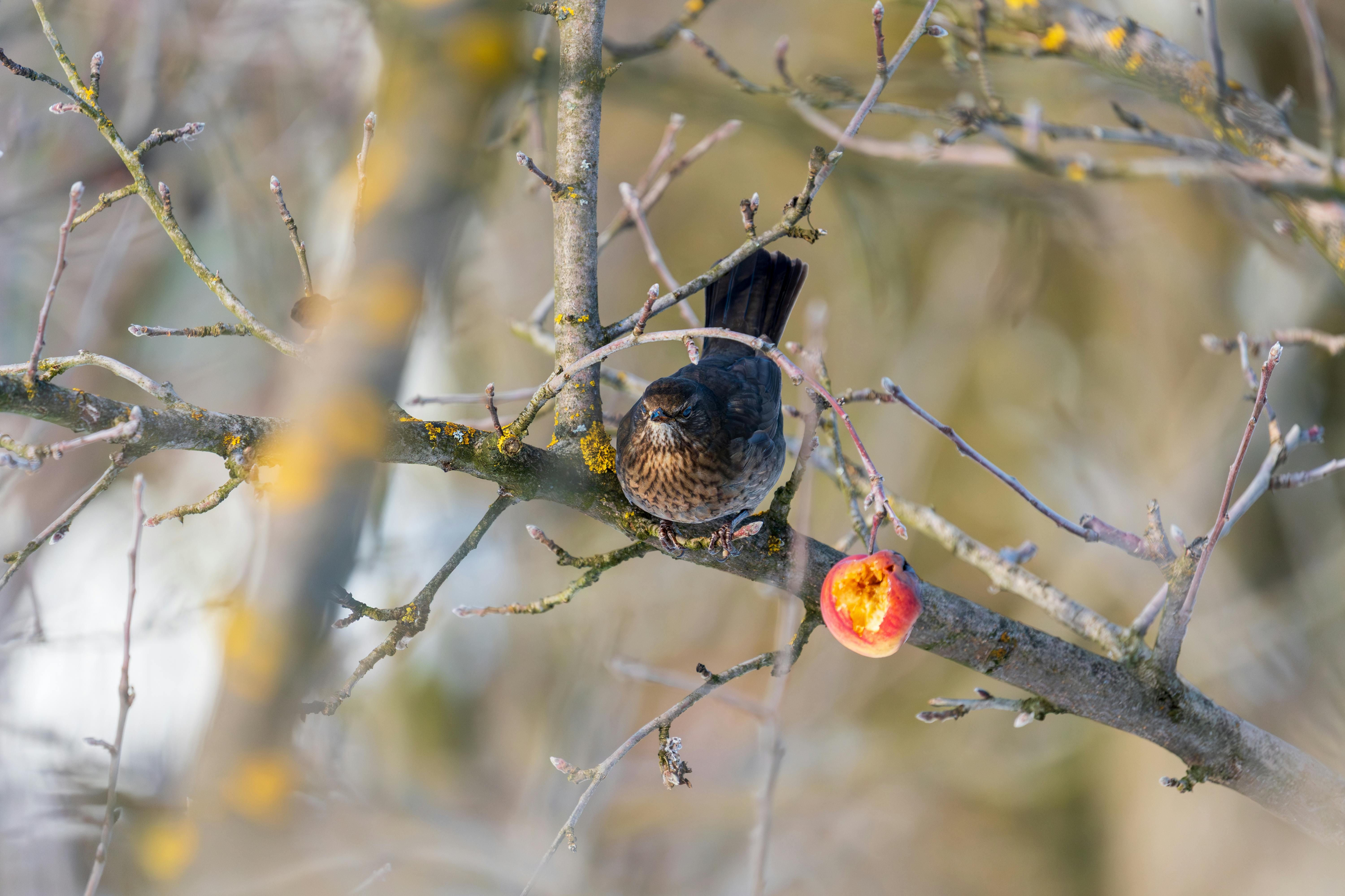 Fall+In+Wild Photos, Download The BEST Free Fall+In+Wild Stock Photos ...