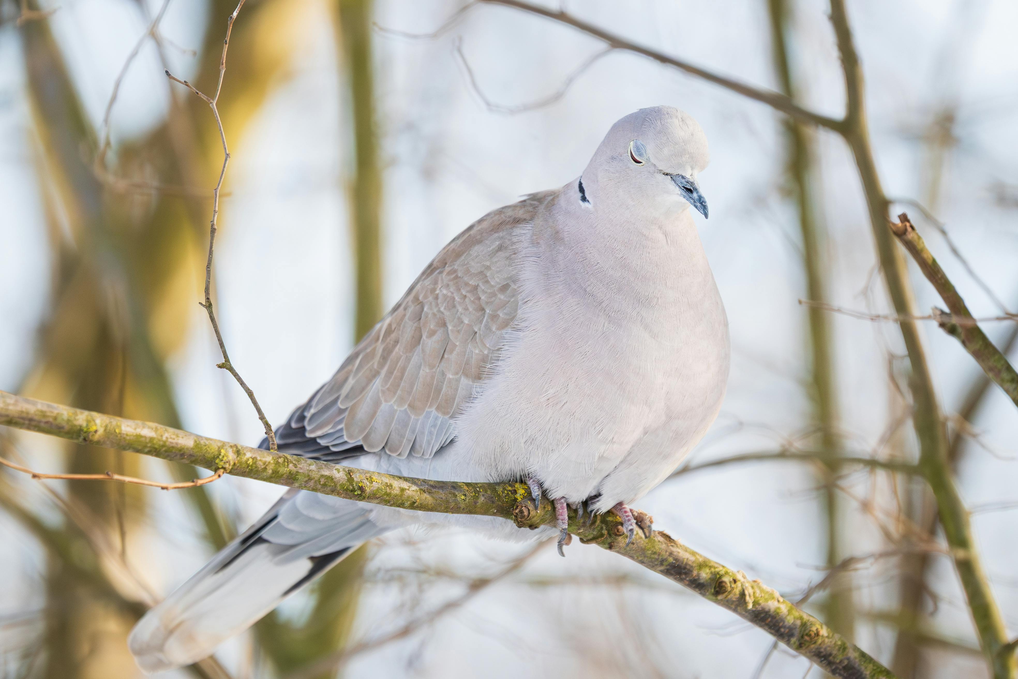 200.000+ Ice-pie-cool-nymph-girls Bilder und Fotos · Kostenlos ...