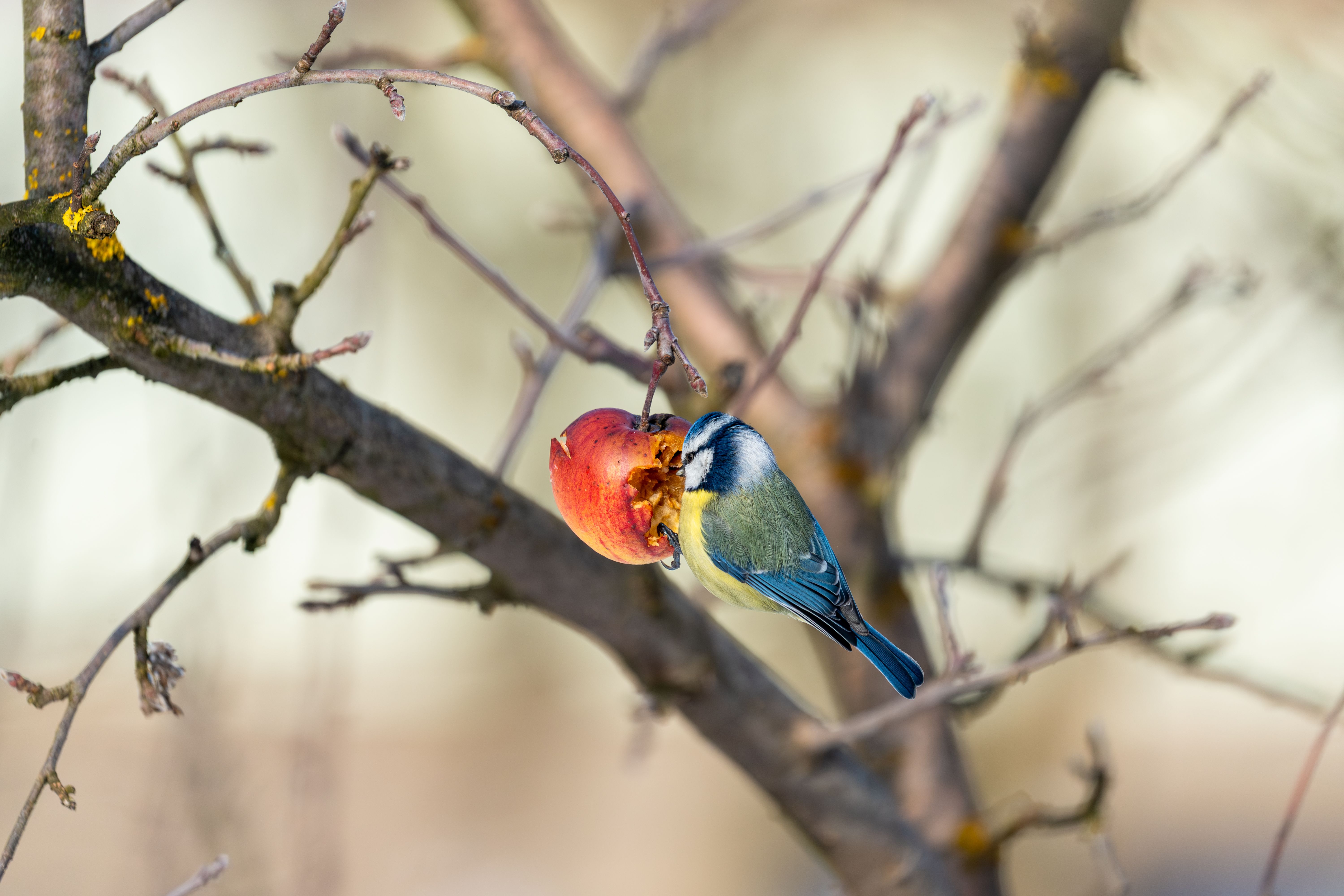 Colorful bird feeding on apple during winter · Free Stock Photo