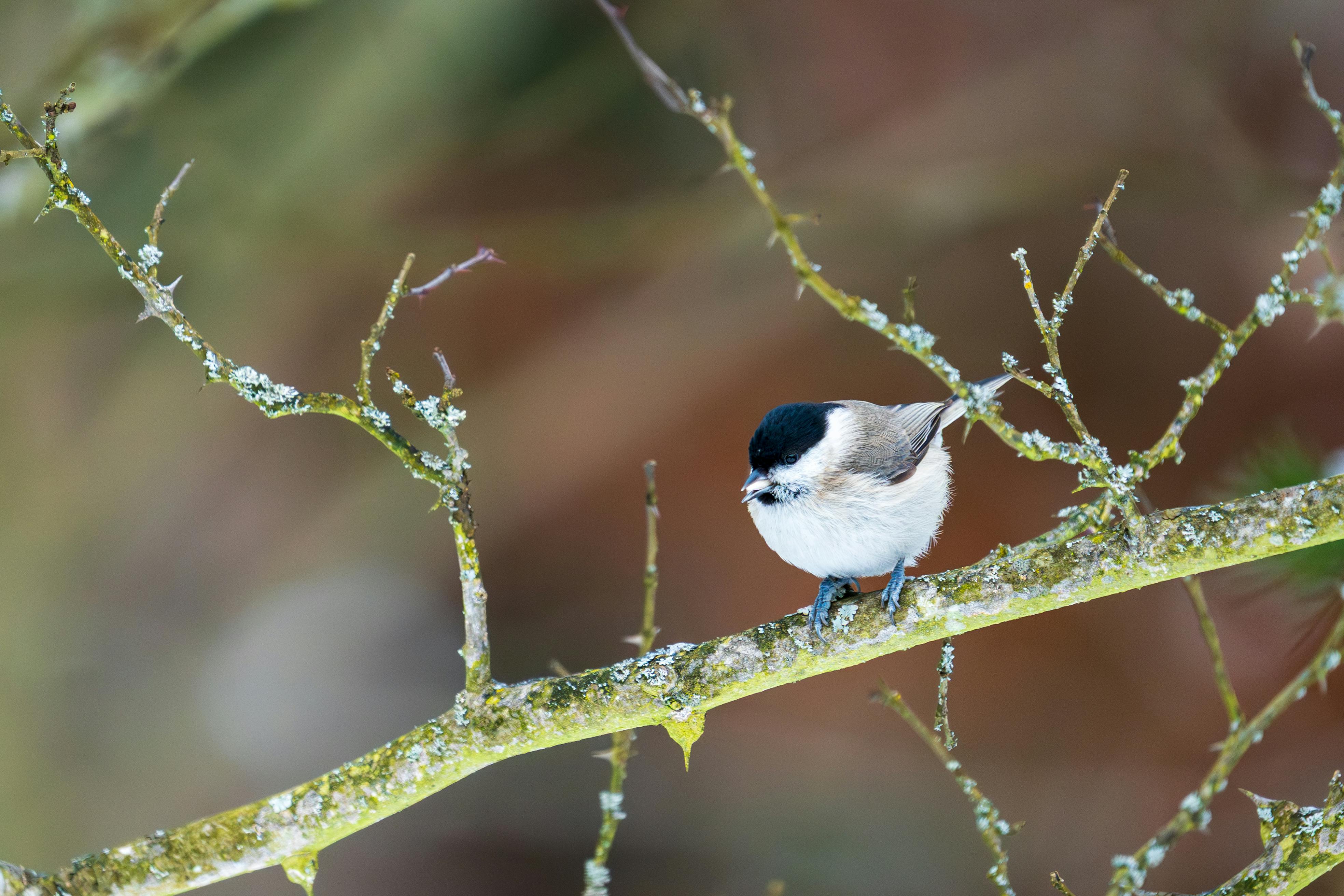 Fall+In+Wild Photos, Download The BEST Free Fall+In+Wild Stock Photos ...