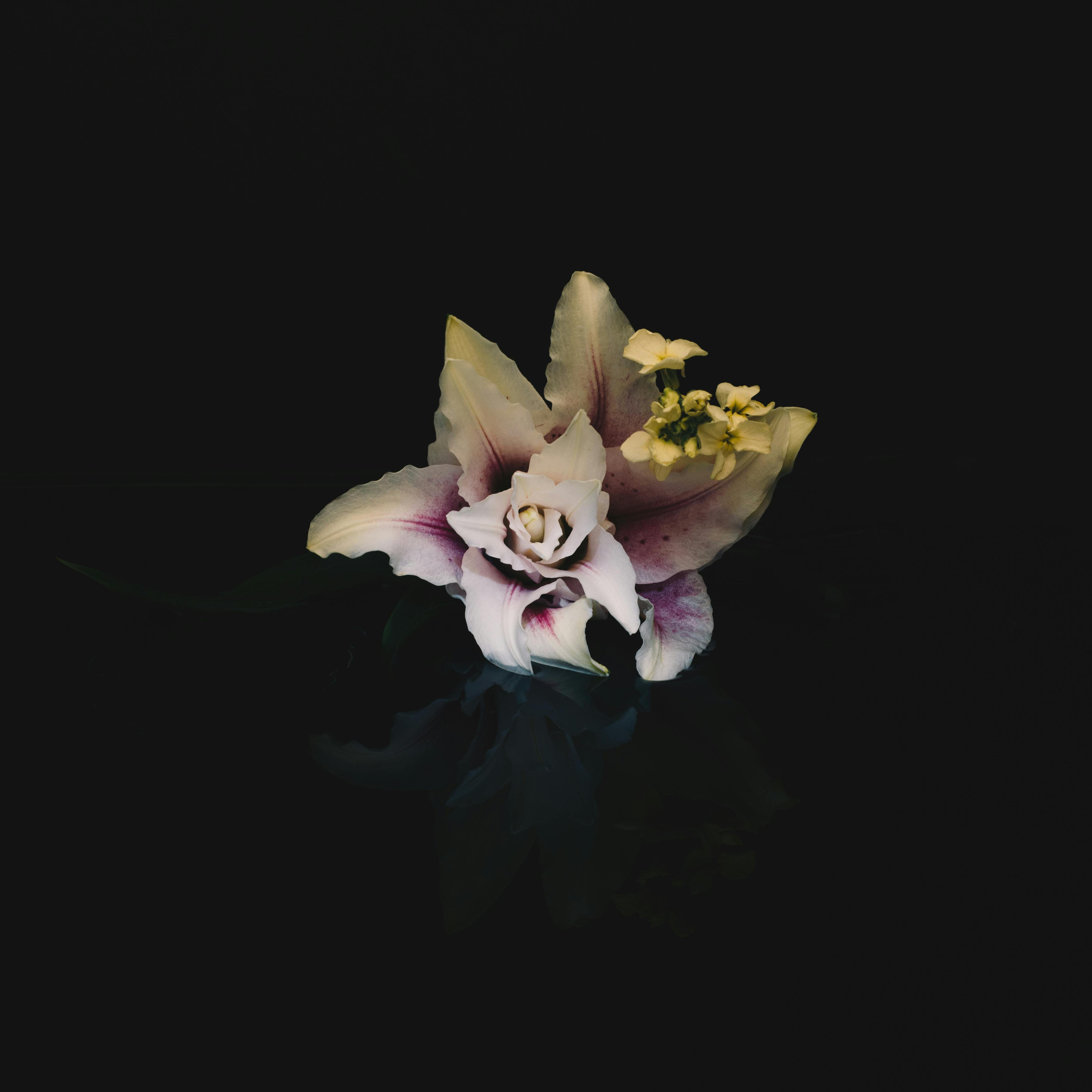 Flor Oscura Abstracta Sobre Fondo Negro · Foto de stock gratuita