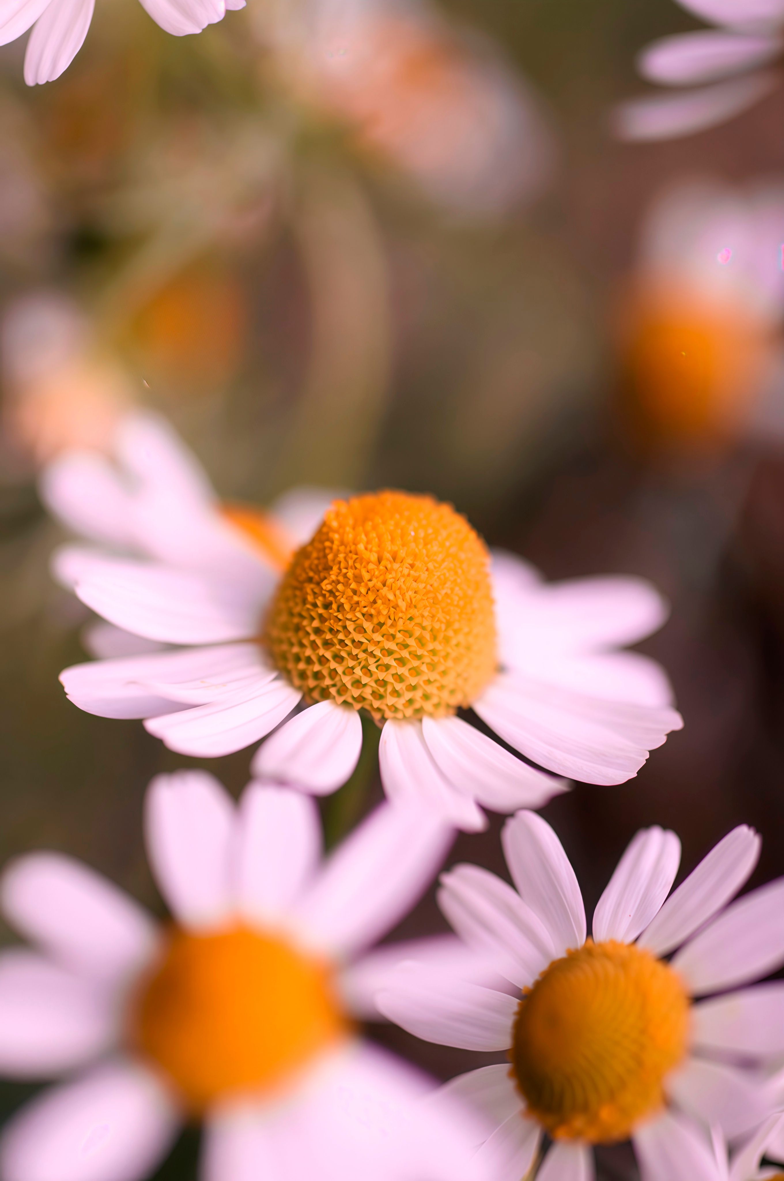 Adey Abeba Flower Photos, Download The BEST Free Adey Abeba Flower ...