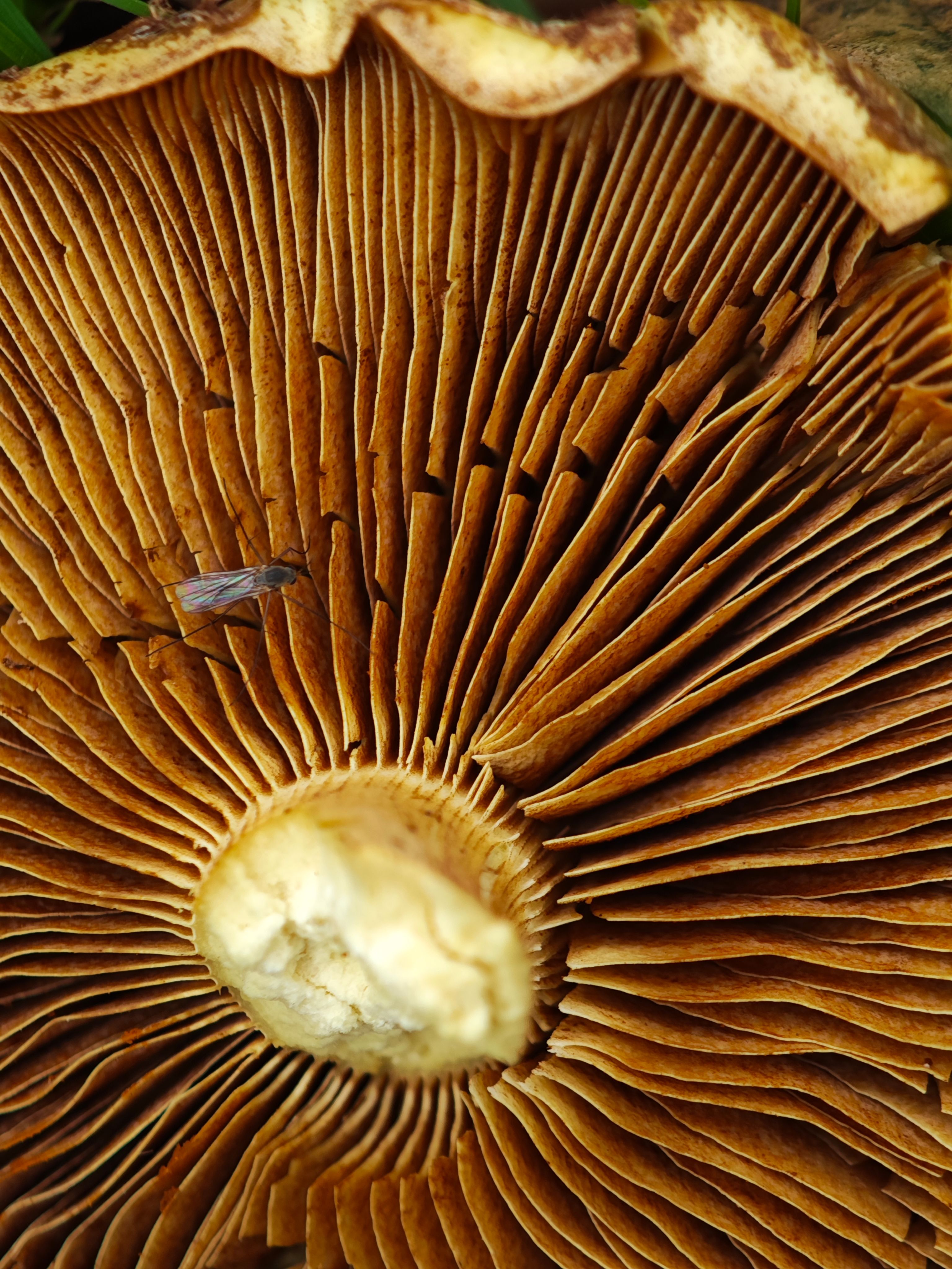 Close-Up of Mushroom Gills with Insect · Free Stock Photo