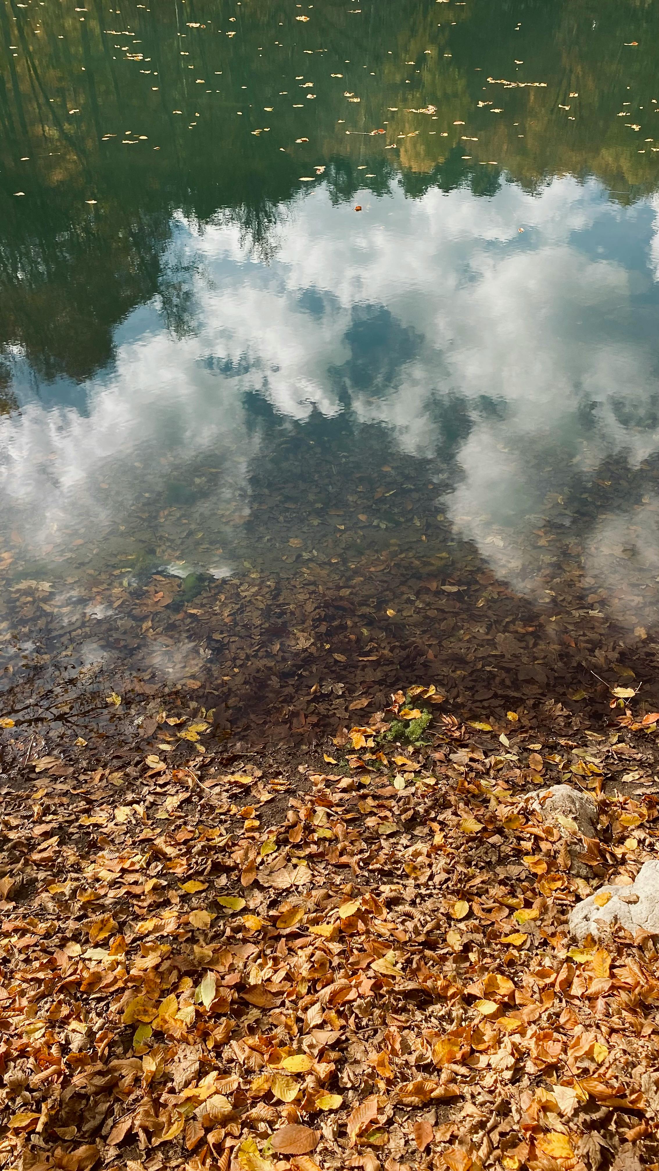 Autumn Leaves and Cloud Reflection in Lake · Free Stock Photo