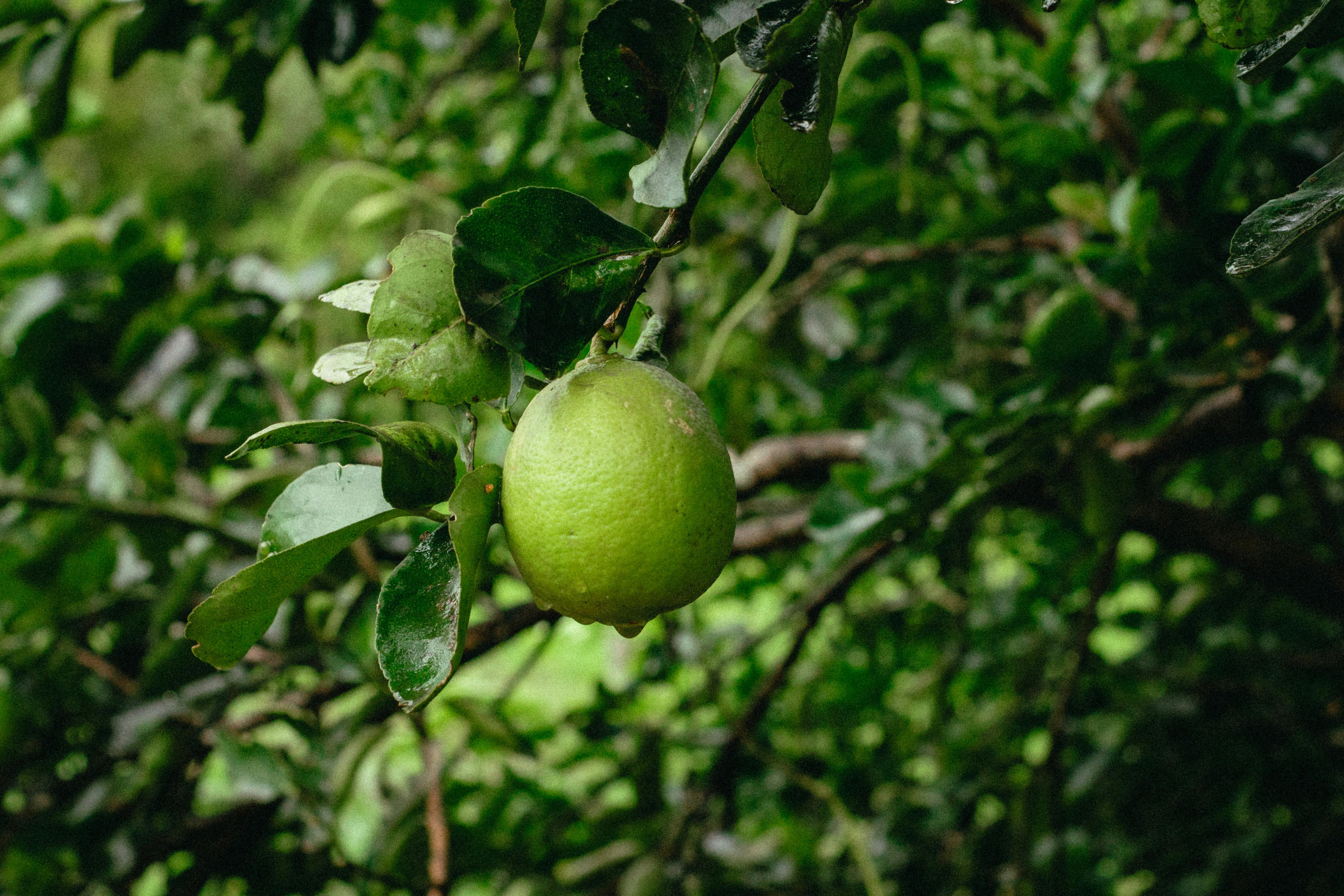 Primer Plano De Un Limón En La Rama De Un árbol · Foto de stock gratuita