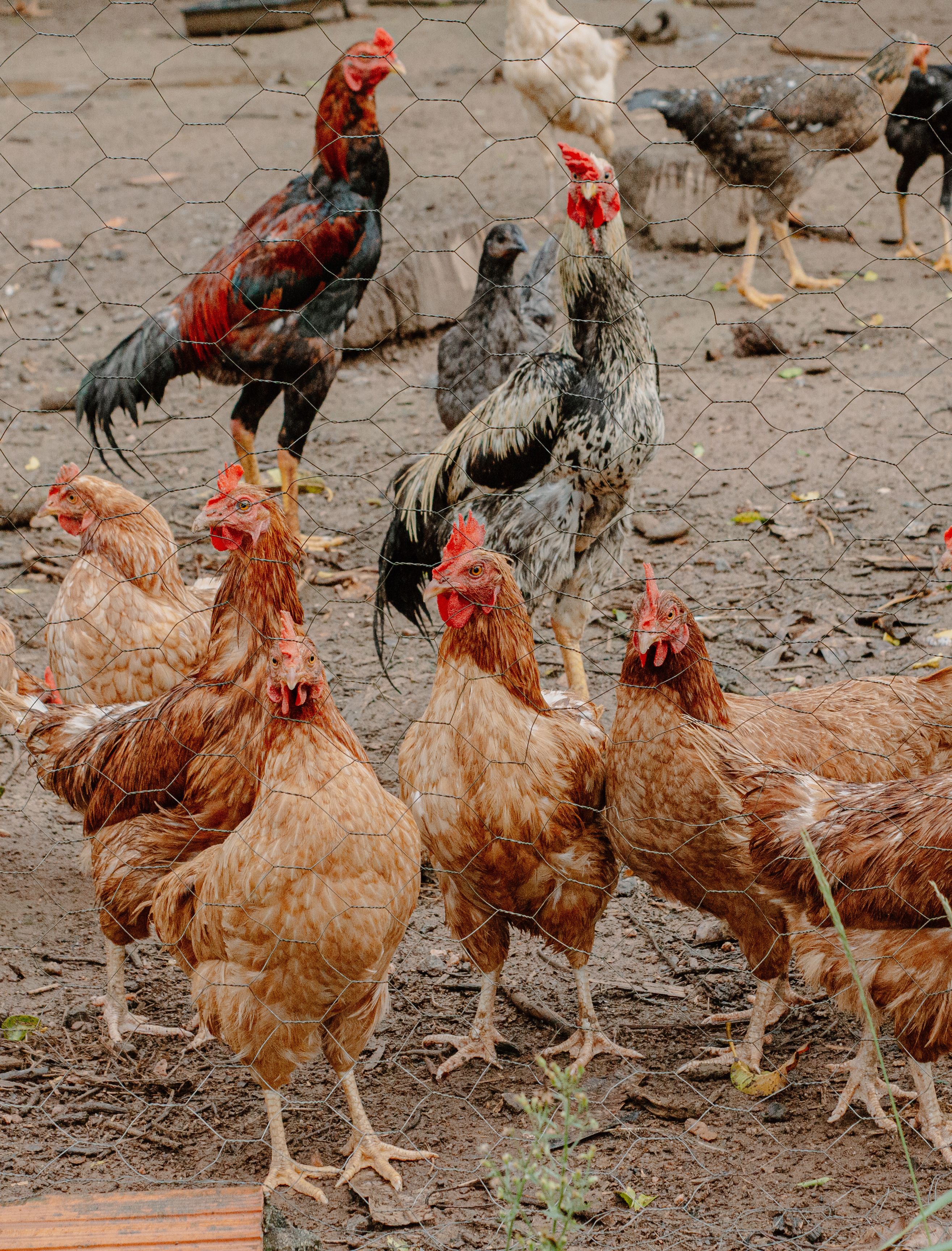 Free-Range Chickens in a Country Farmyard · Free Stock Photo