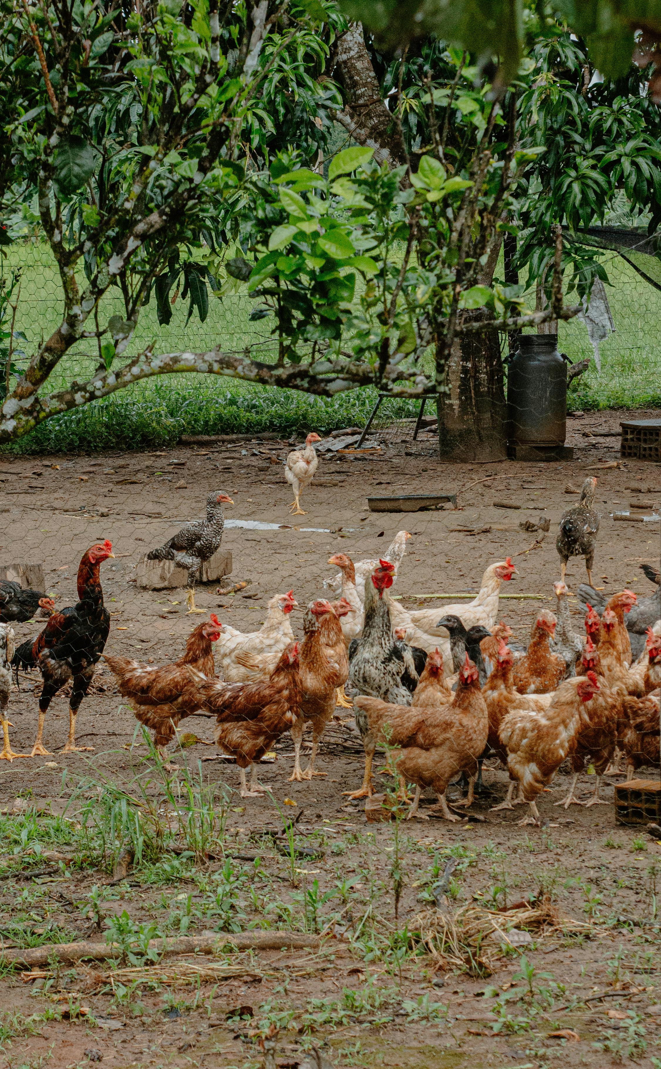 Free-range Chickens in a Rural Farm Setting · Free Stock Photo