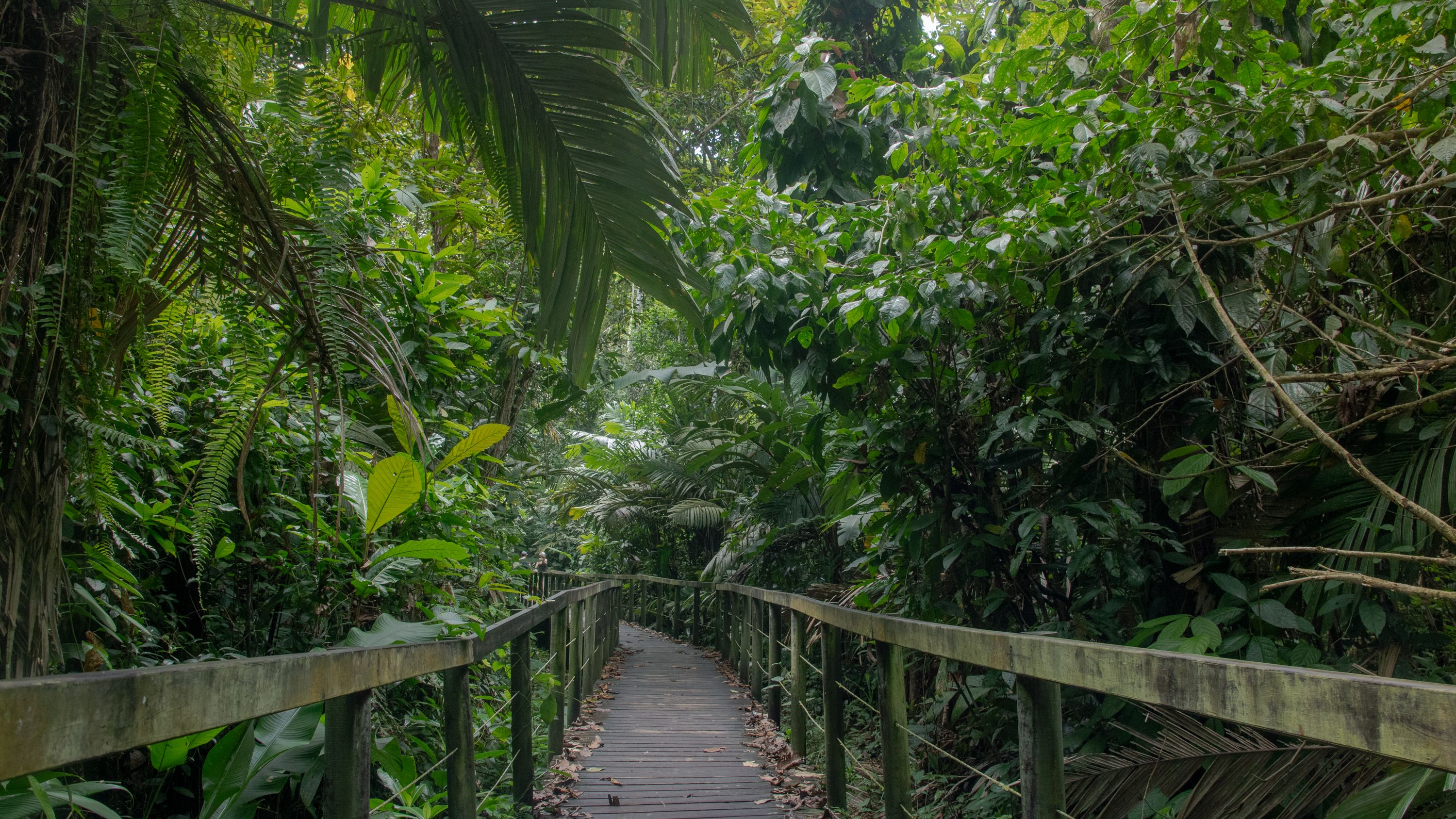 Scenic Jungle Pathway in Costa Rica · Free Stock Photo
