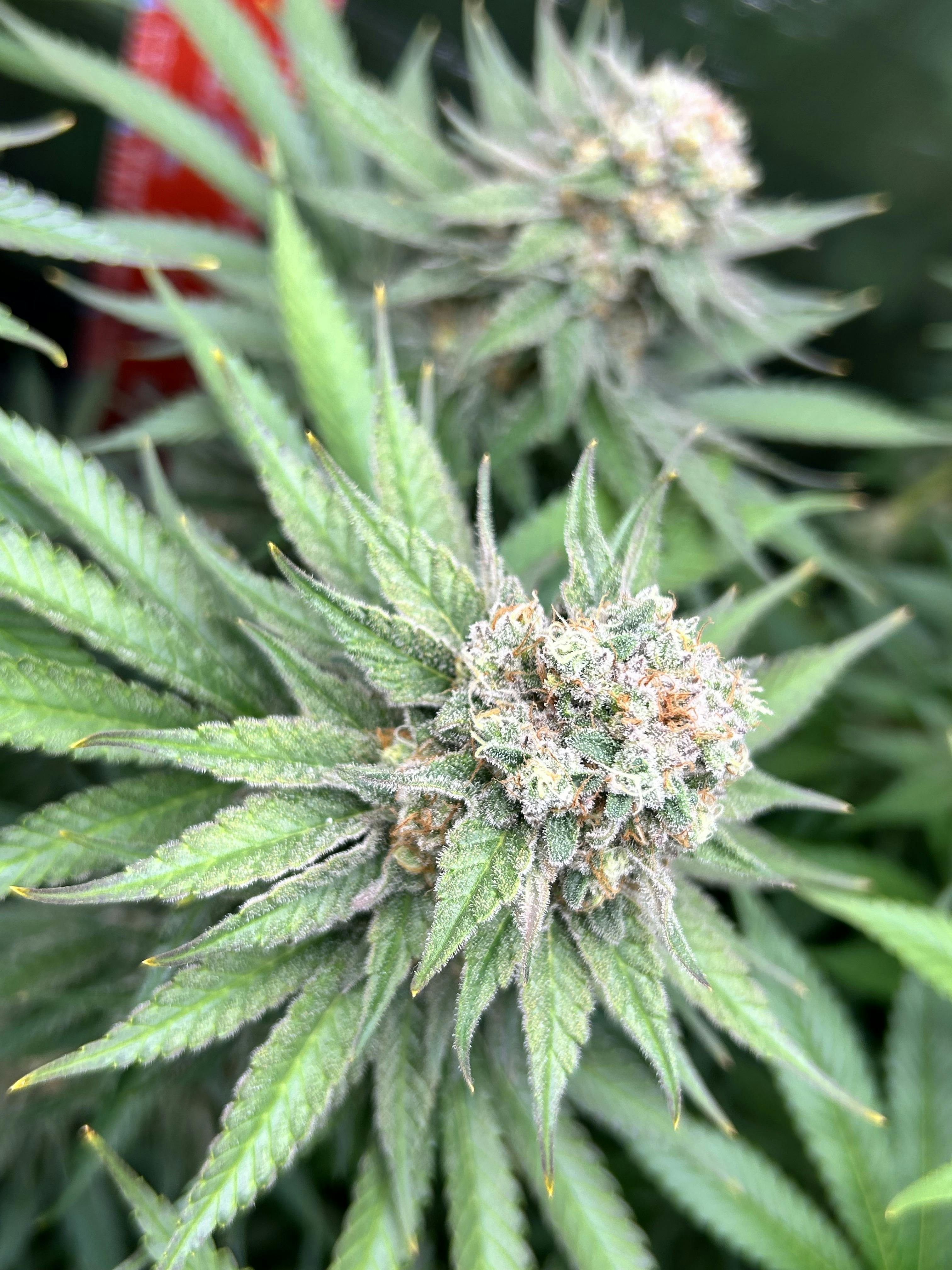 Foto de stock gratuita sobre agricultura, agricultura ecológica ...