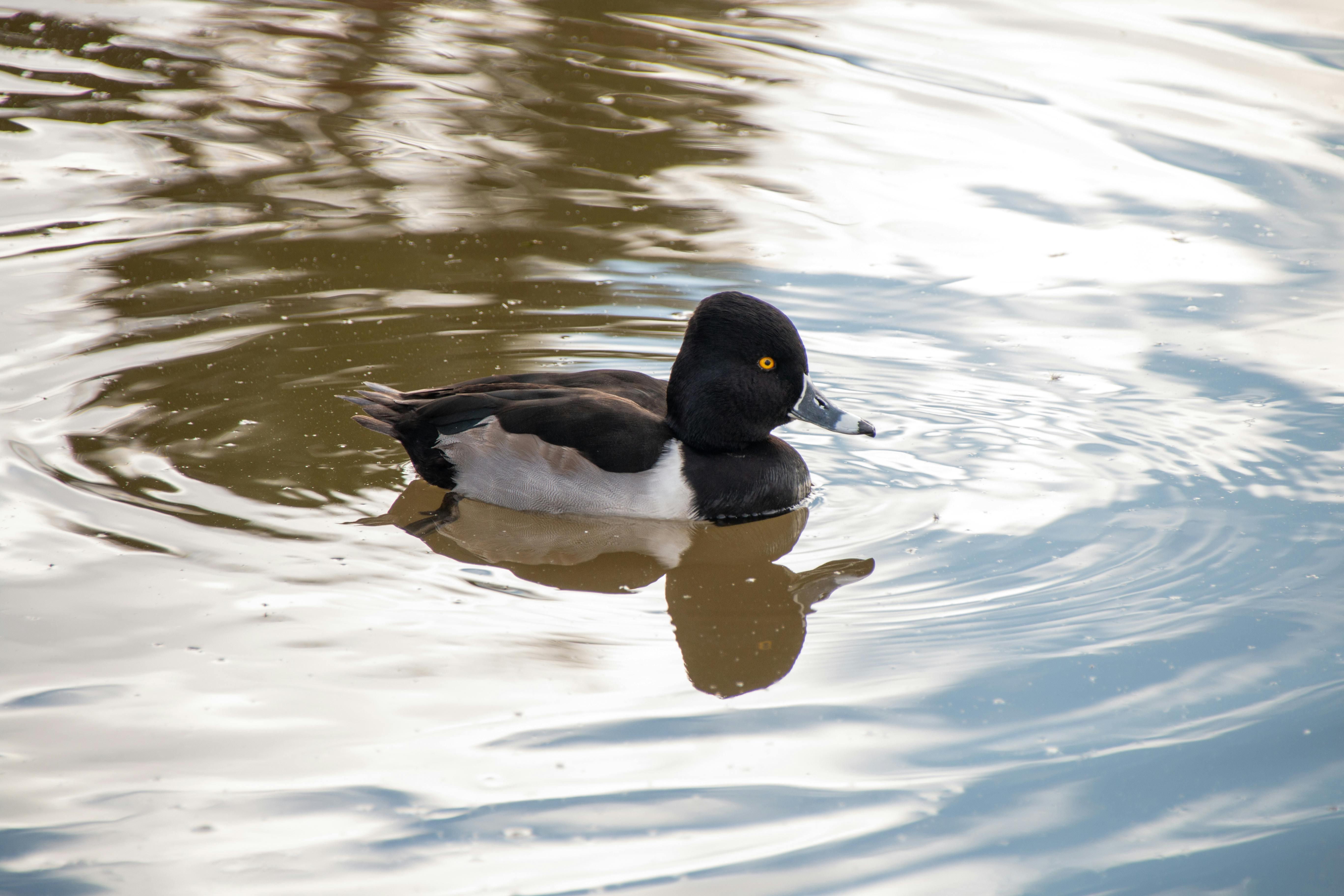 Image+Pro+11.1免费下载 Photos, Download The BEST Free Image+Pro+11.1免费下载 ...