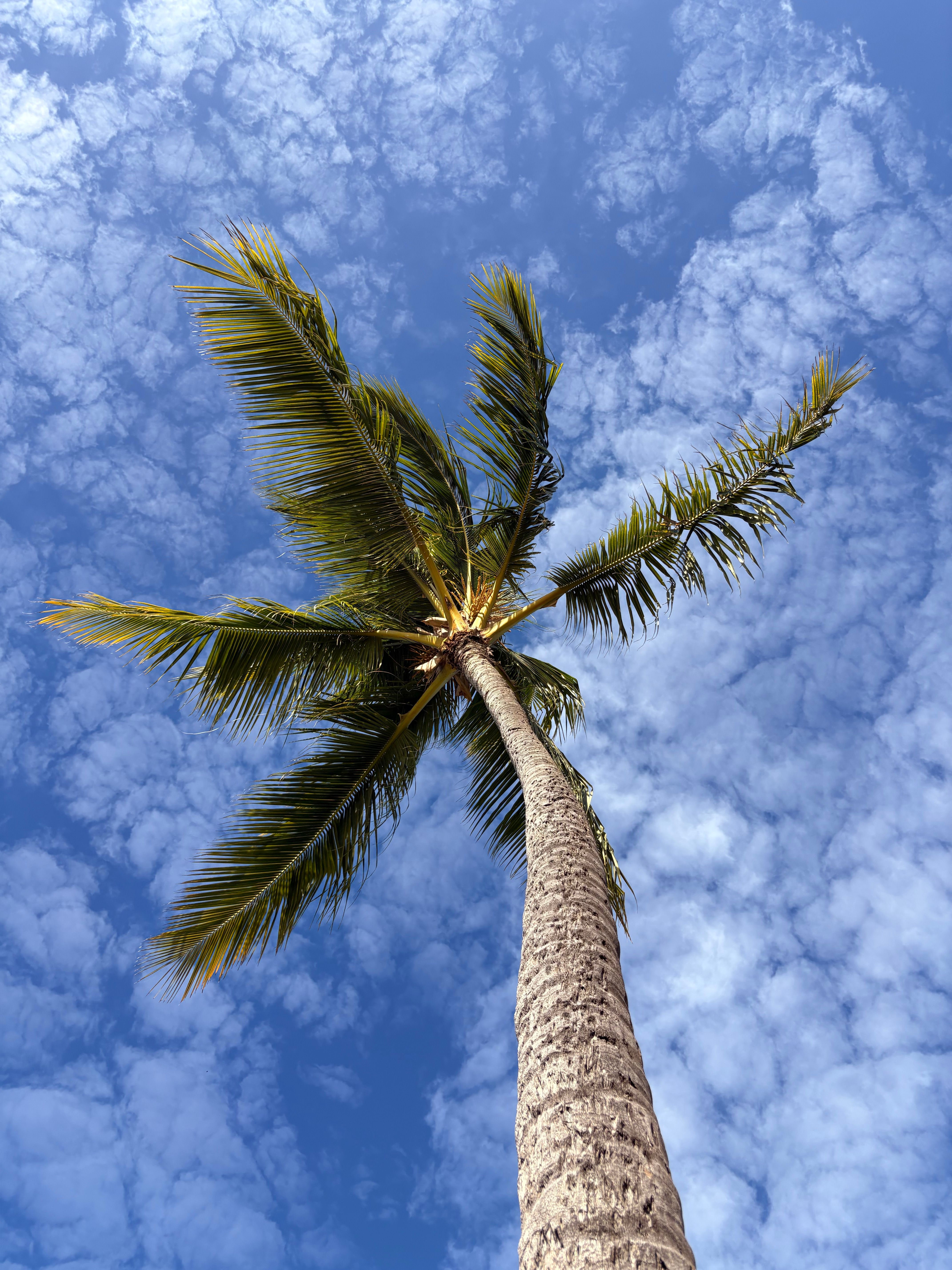 Low Angle Photography of Palm Tree · Free Stock Photo