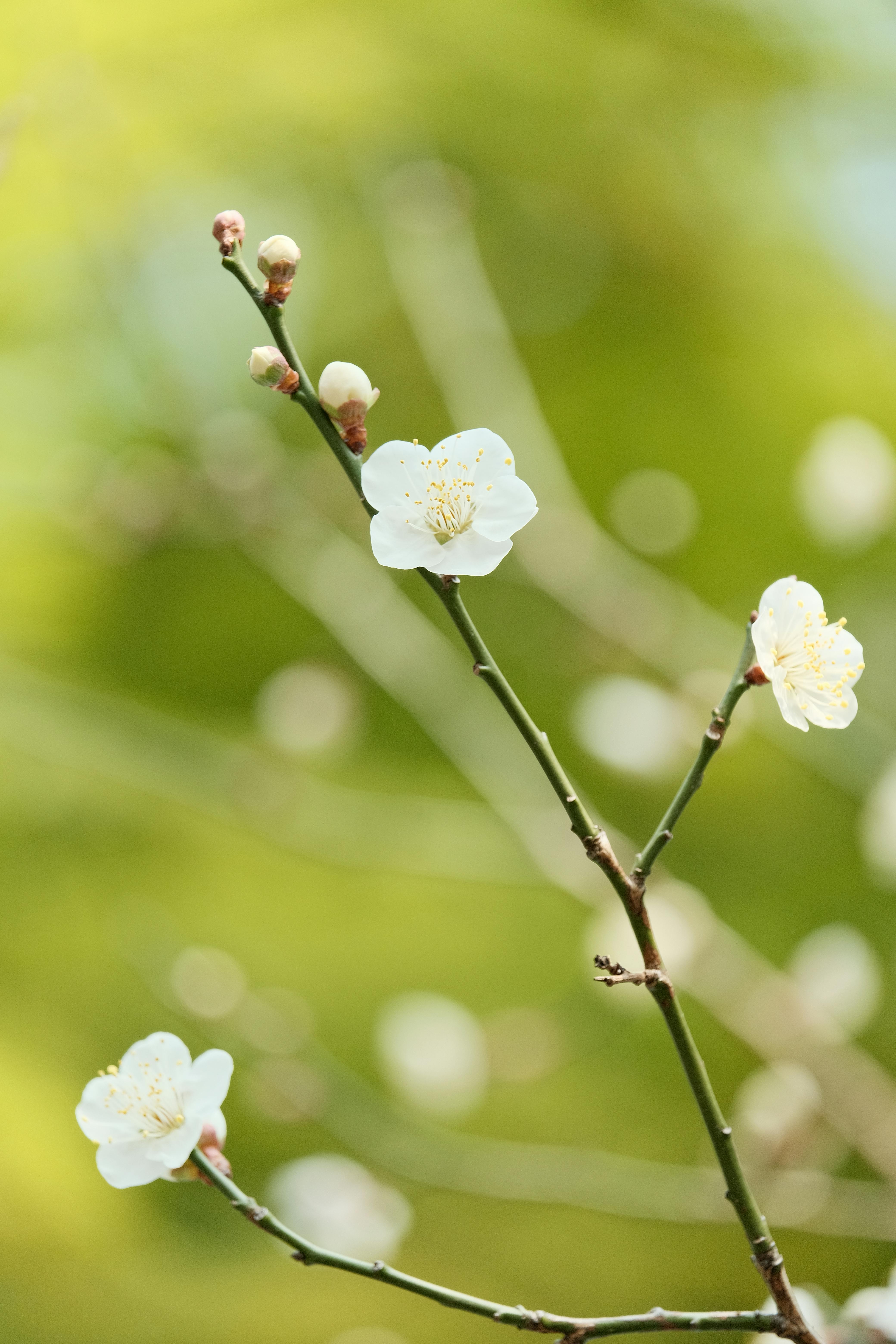 Anyma+Desktop+Background Photos, Download The BEST Free Anyma+Desktop ...