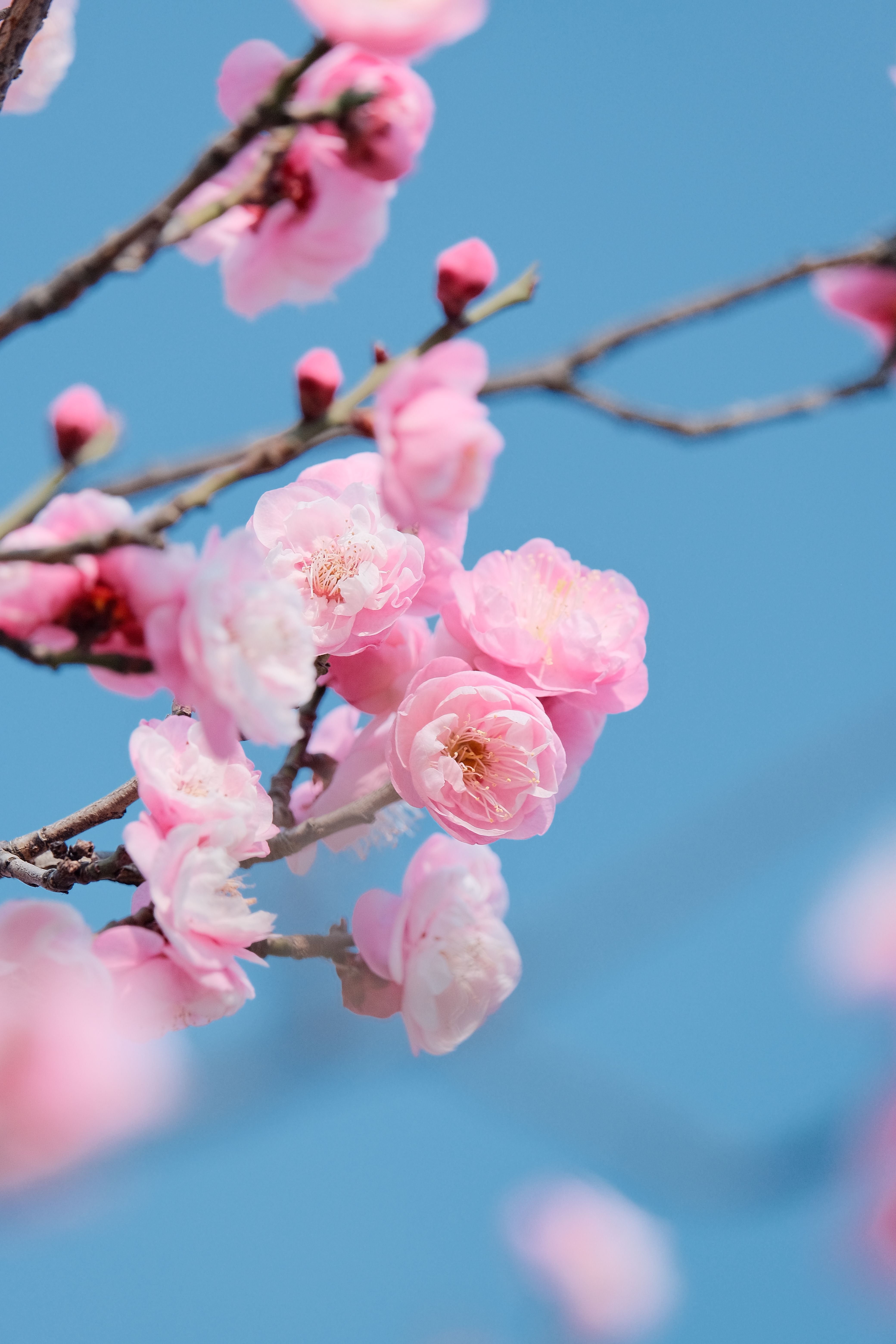 256 X 256 Photos, Download The BEST Free 256 X 256 Stock Photos & HD Images