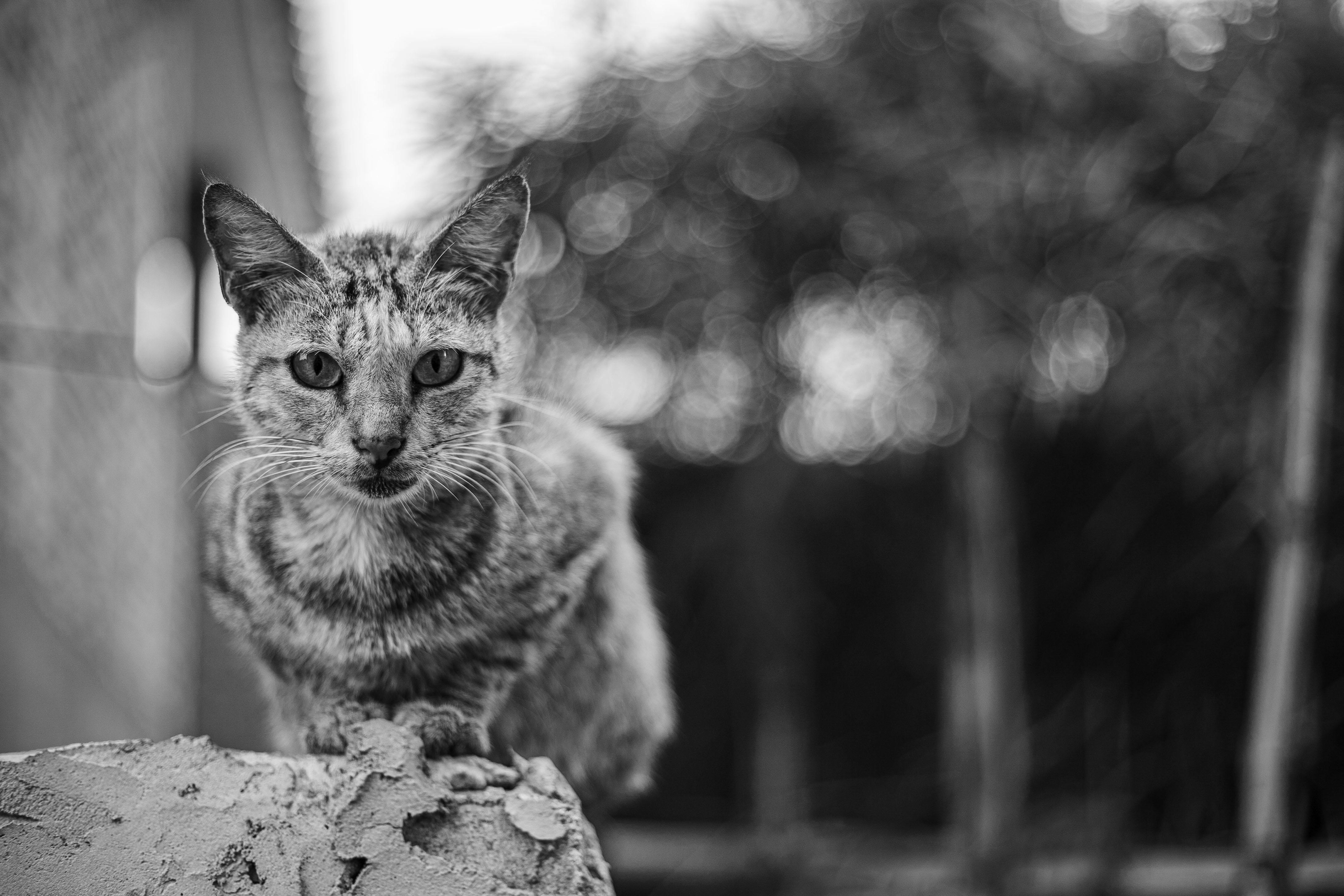 10.000+ Done+and+done Bilder und Fotos · Kostenlos Downloaden · Pexels ...