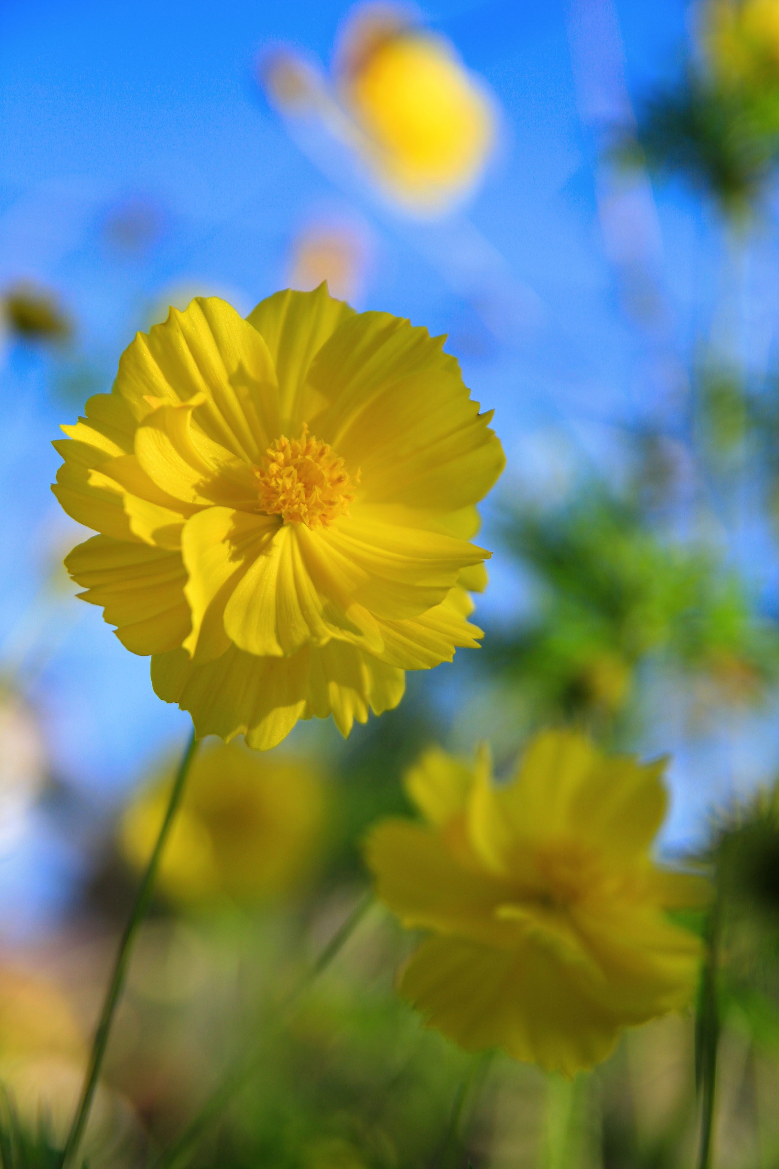 Vibrant Yellow Cosmos Flower in Jakarta Garden · Free Stock Photo