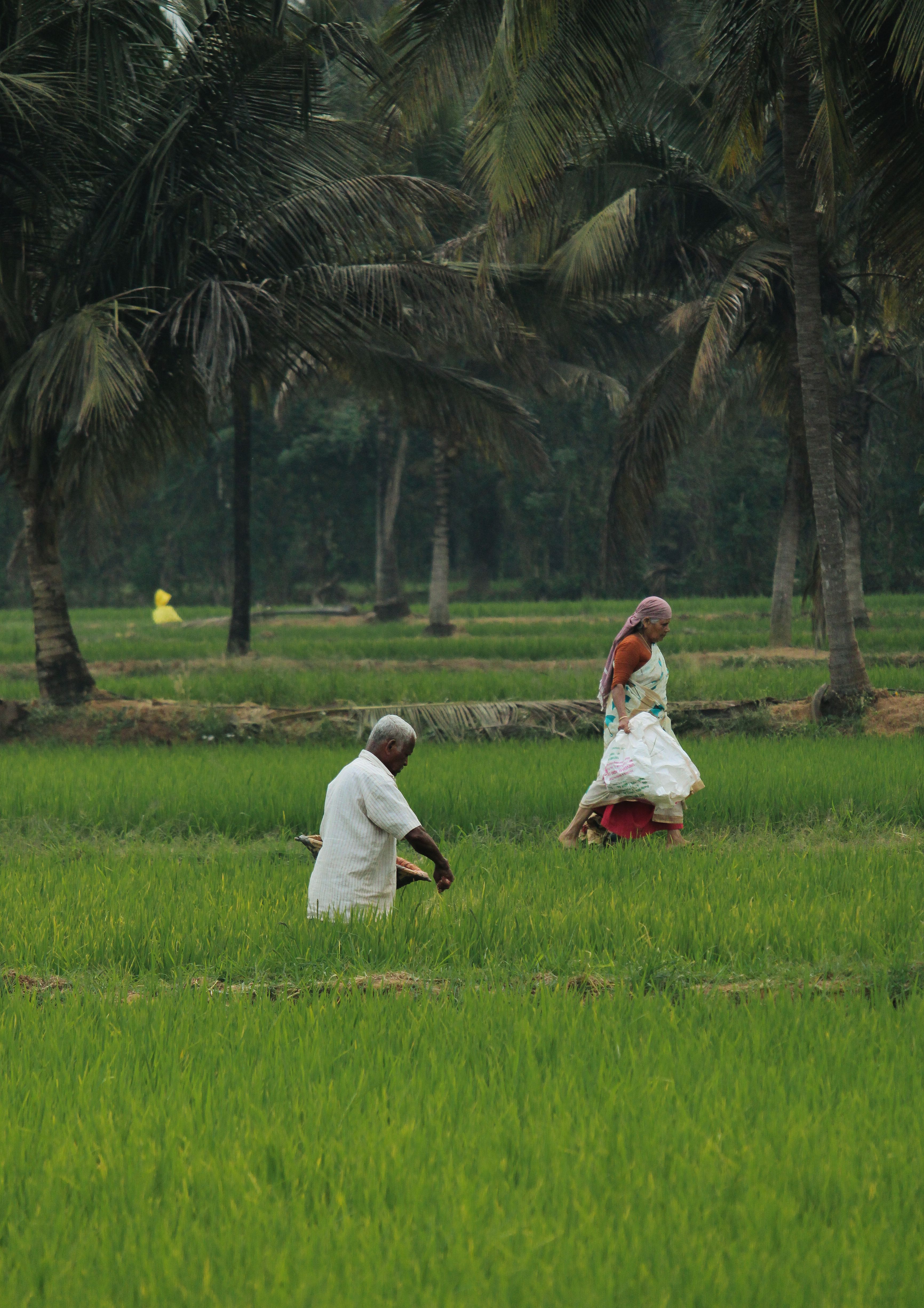 Rural Farming Scene with Workers in Rice Field · Free Stock Photo