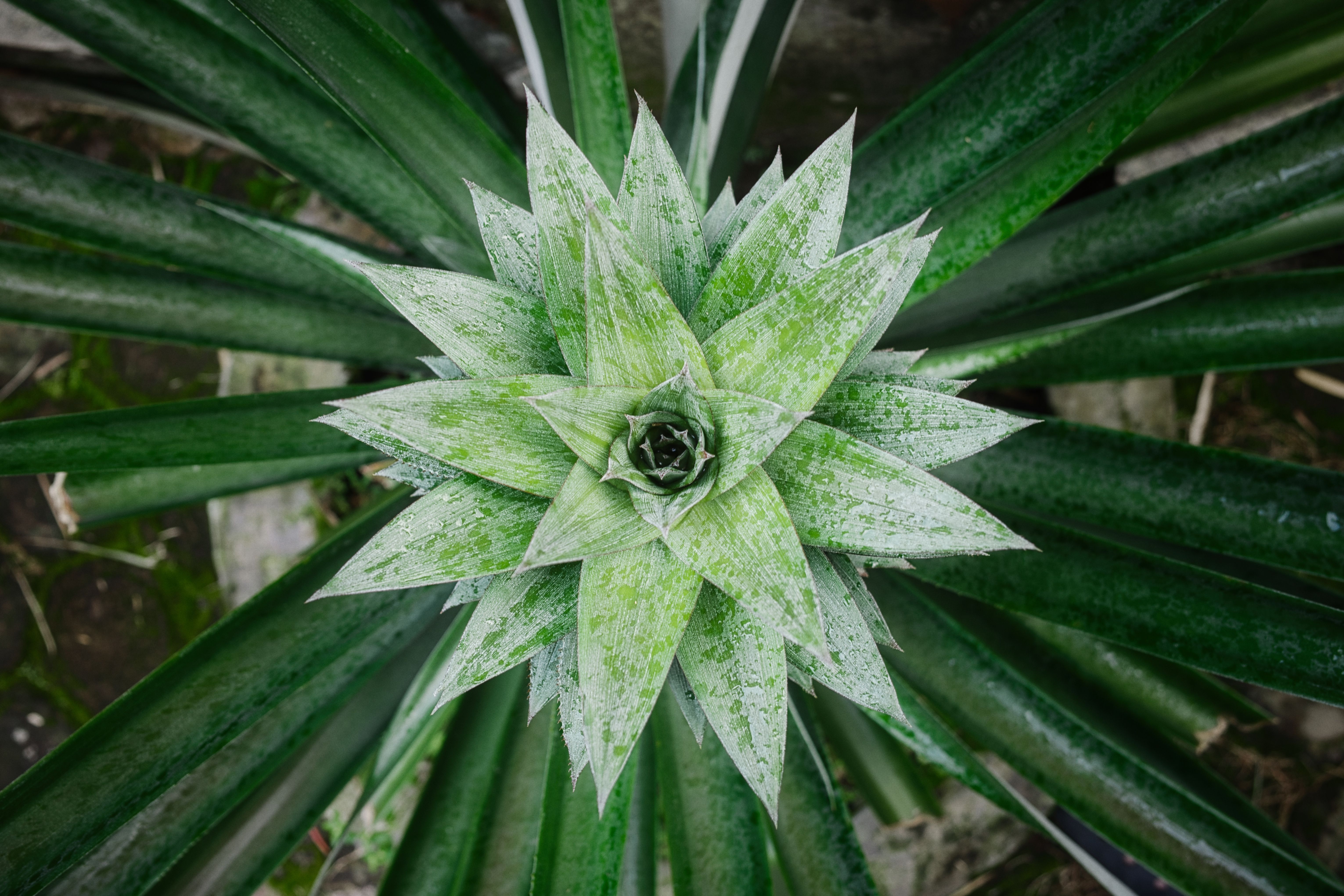 Top View of Green Pineapple Plant Leaves · Free Stock Photo