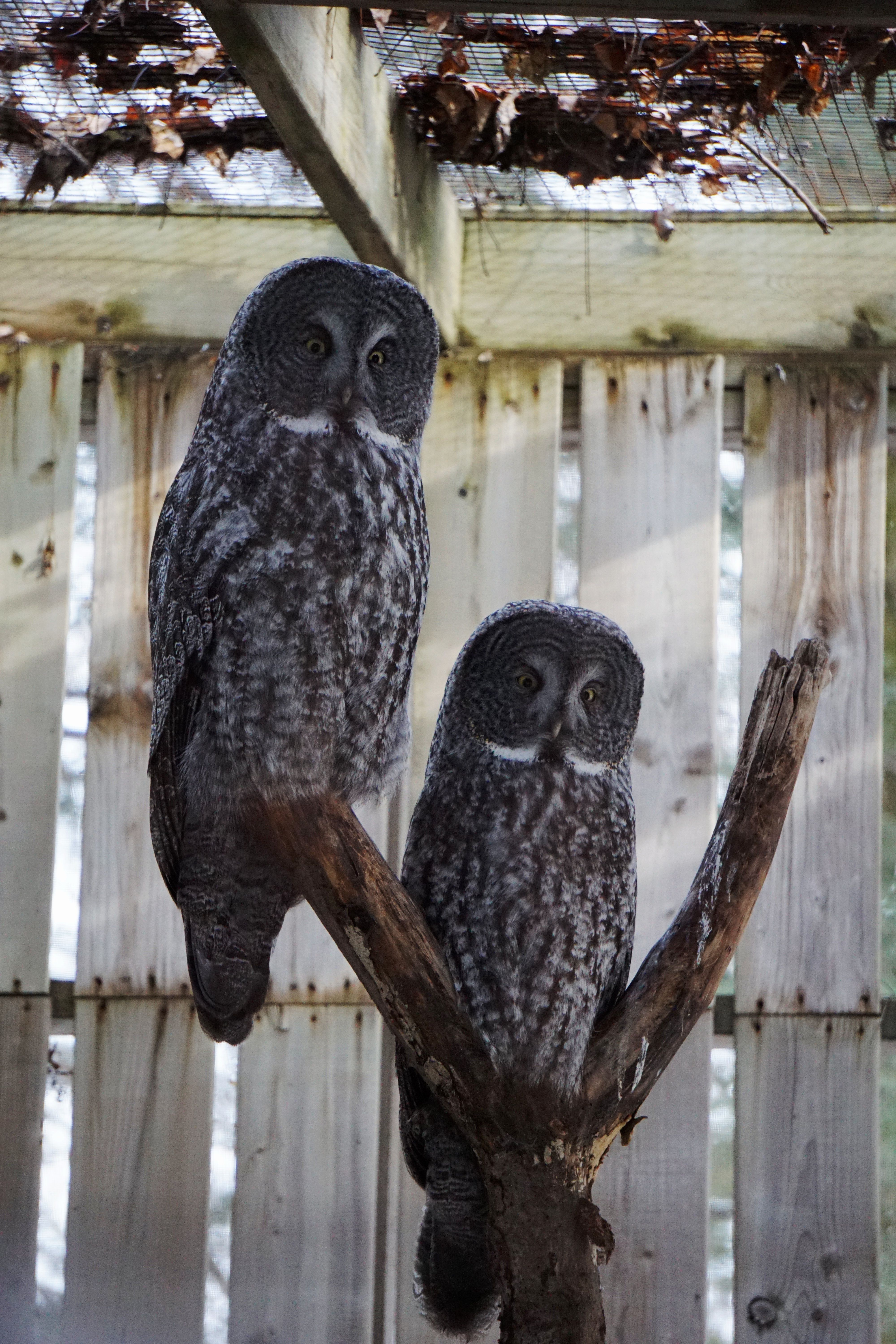 Great Grey Owls in a Zoo Enclosure · Free Stock Photo