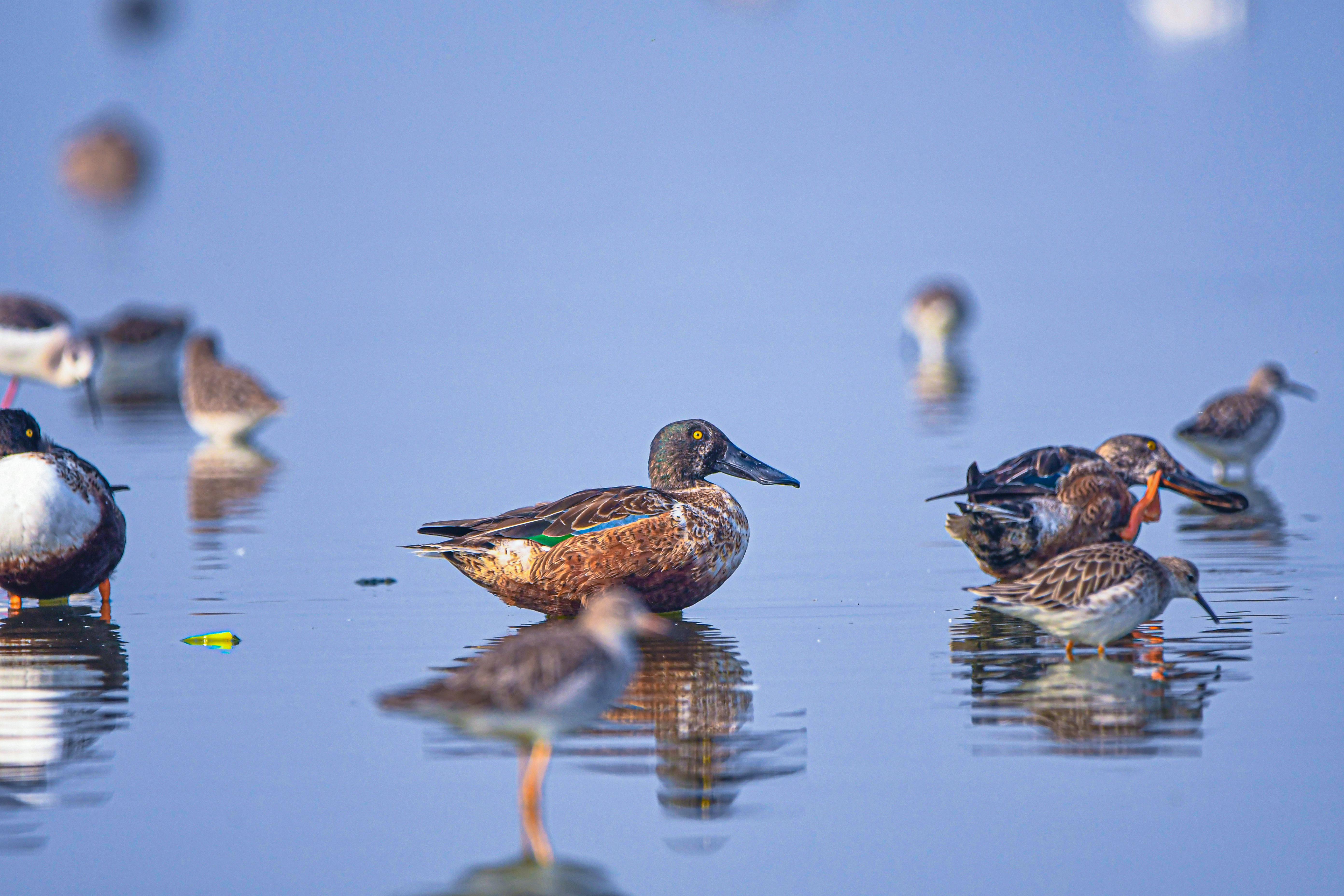 Patos Cuchara Norteños En Un Tranquilo Entorno Lacustre · Foto de stock ...