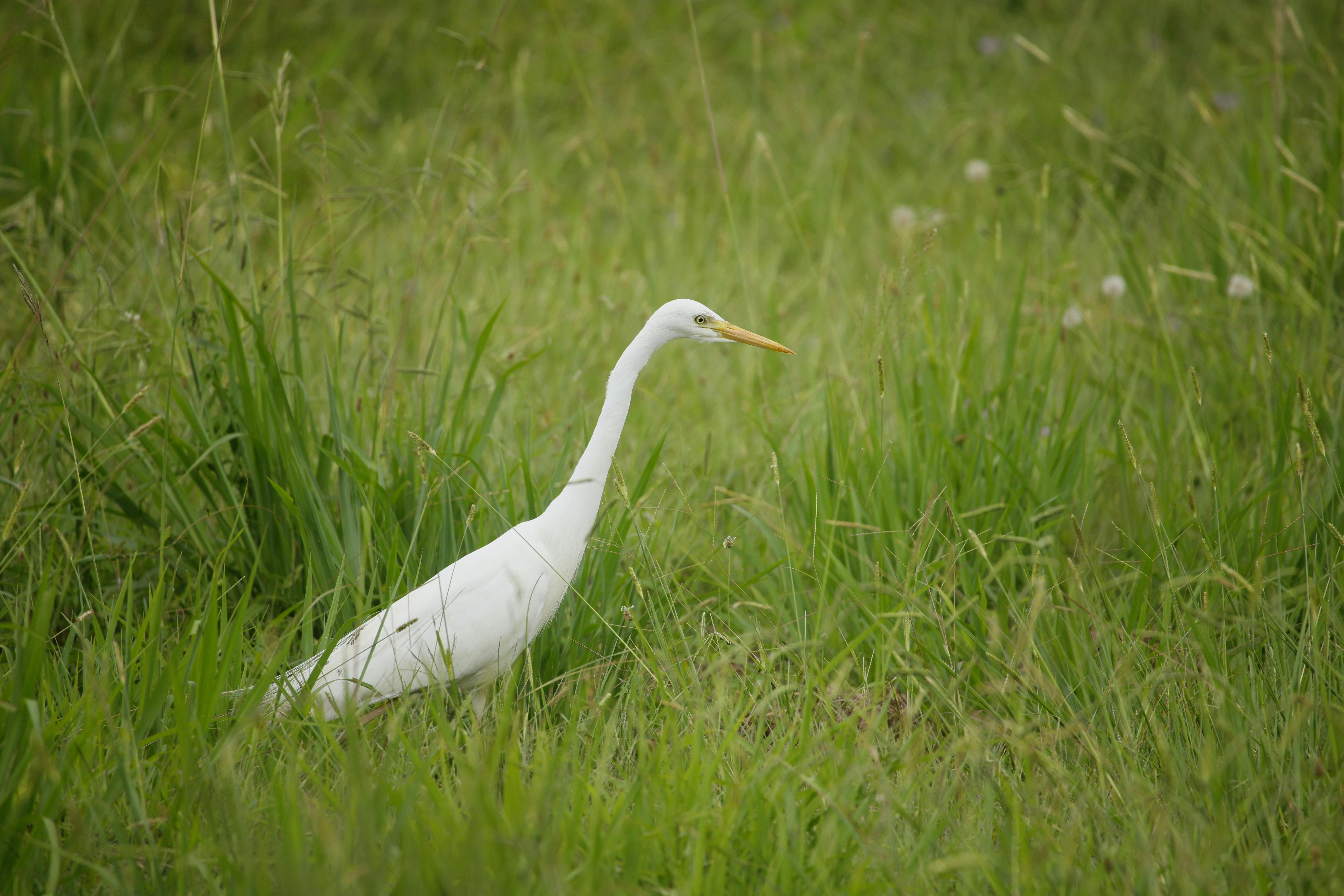 +To+The+First++E+4s+White+Background+Stock+Images+Or+Kuccha+Kaam+Hai+Na+Kari+Ni+Hoy+Na+Yaar+Ho ...