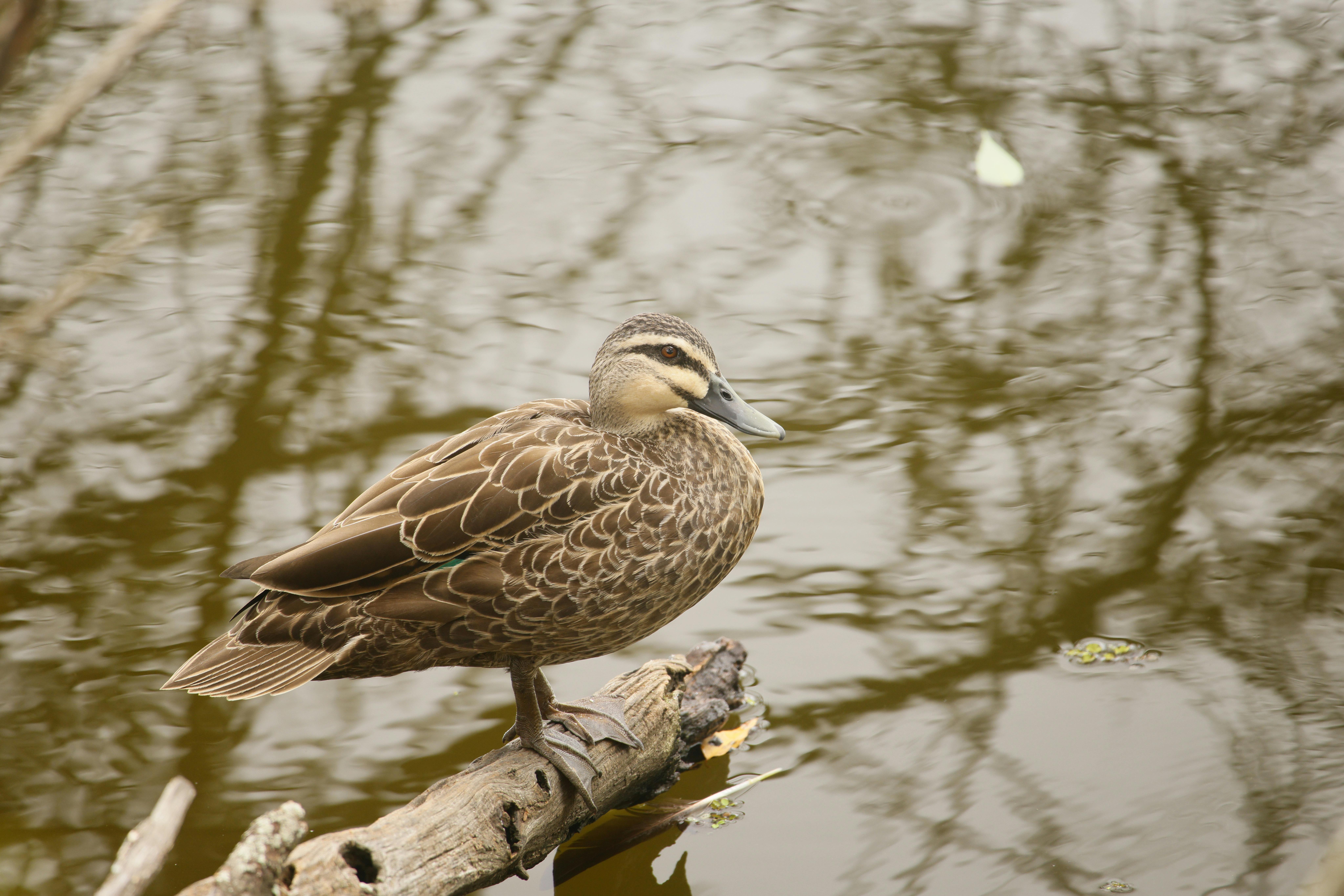 +To+The+First++E+4s+White+Background+Stock+Images+Or+Kuccha+Kaam+Hai+Na+Kari+Ni+Hoy+Na+Yaar+Ho ...