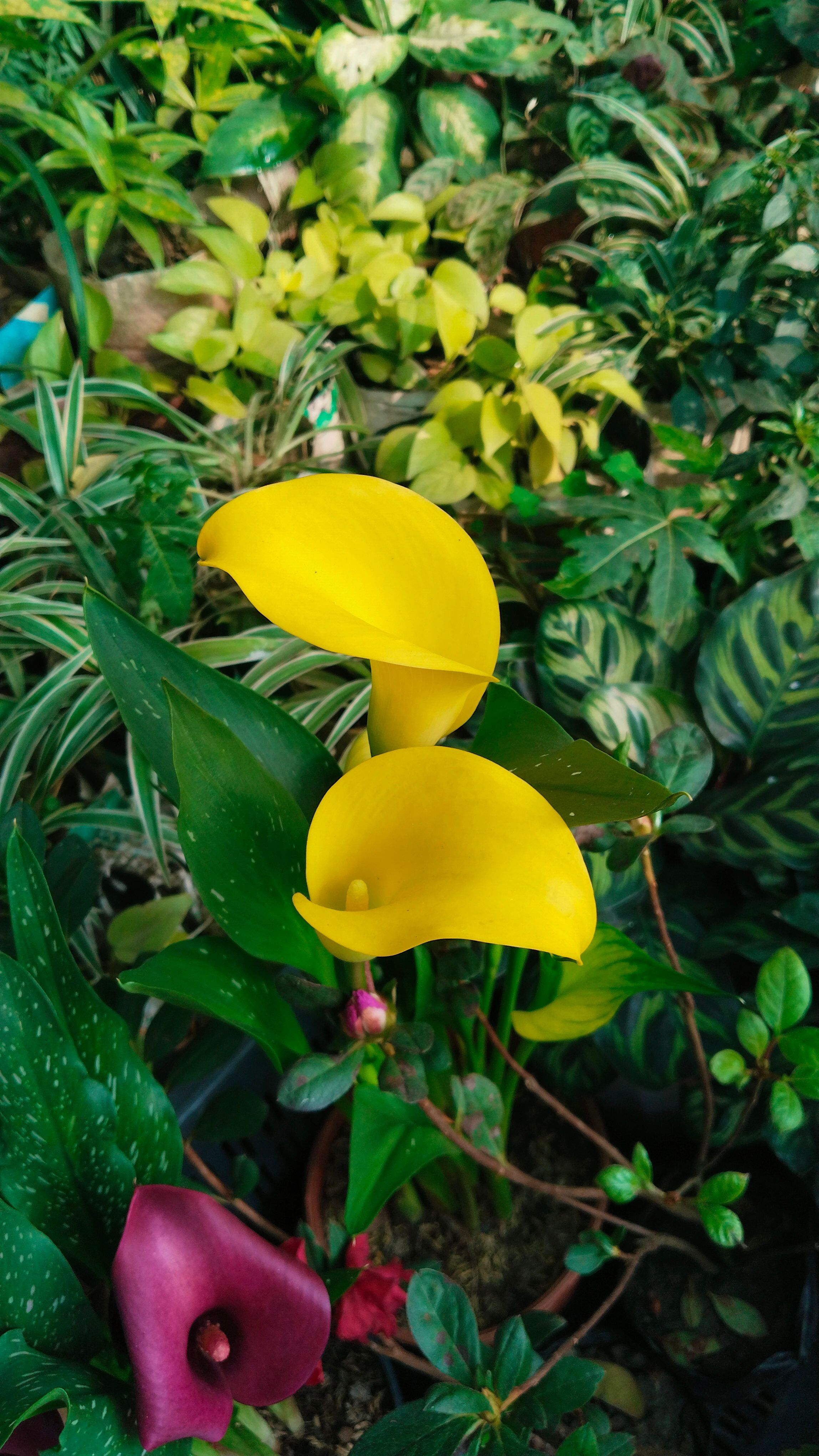 Ellie+Eilish+Lily+Larimar+Pics Photos, Download The BEST Free Ellie ...