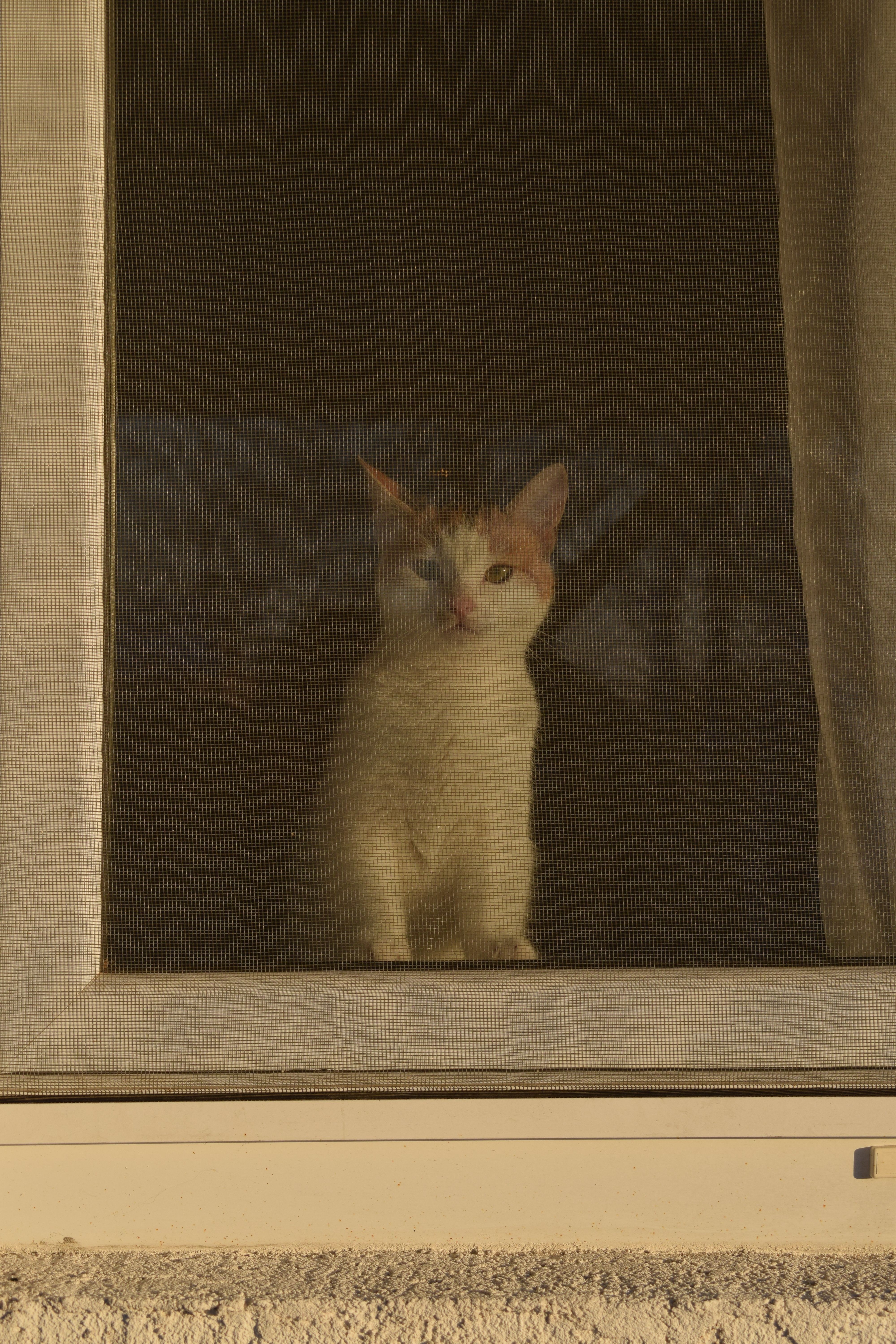 Cat Looking Out Window At Night Photos, Download The BEST Free Cat ...