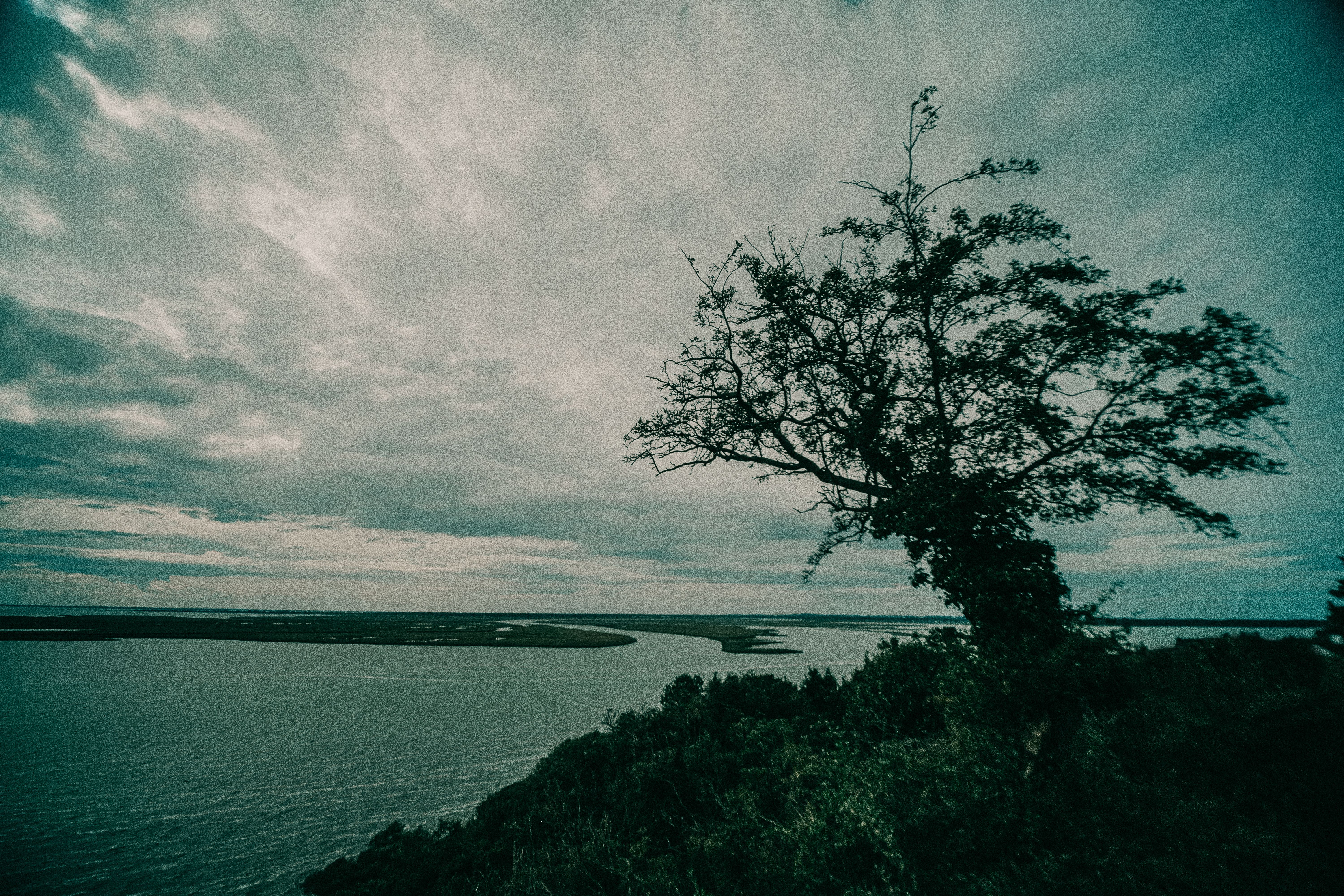 Lonely Tree Overlooking a Serene Lake at Dusk · Free Stock Photo