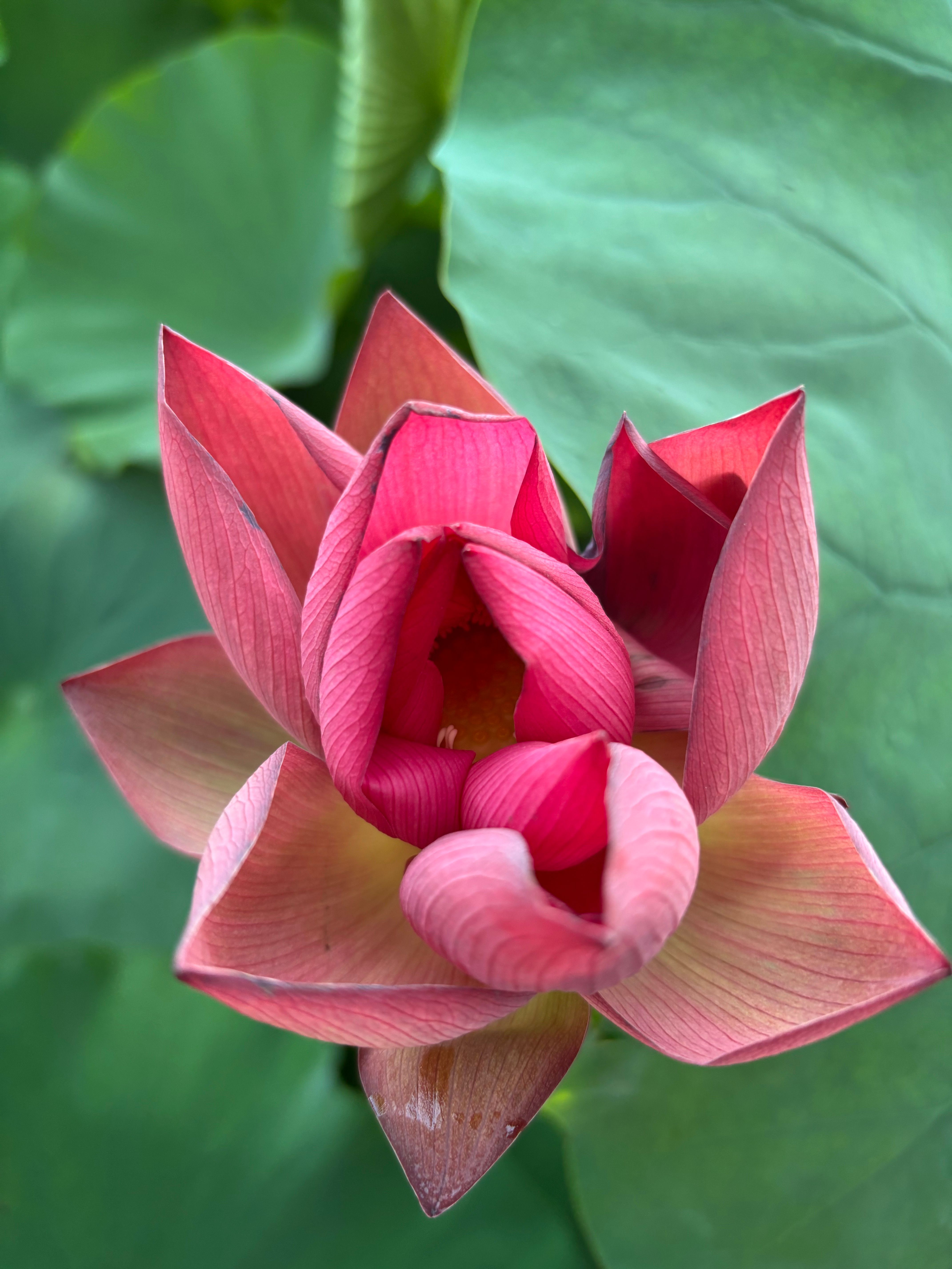 Close-up of a Vibrant Pink Lotus Flower Blooming · Free Stock Photo