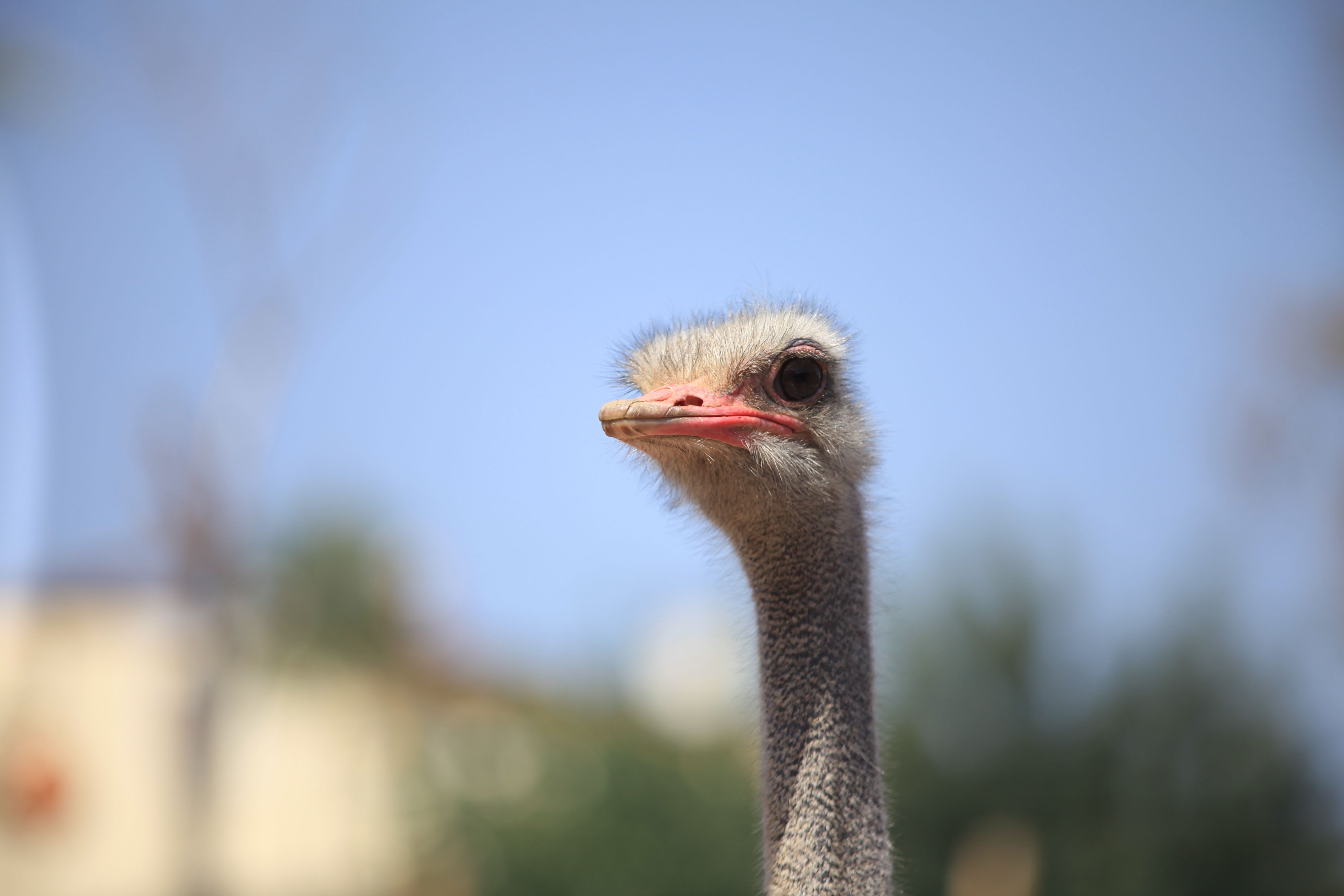 Profile Avatars Photos, Download The BEST Free Profile Avatars Stock ...