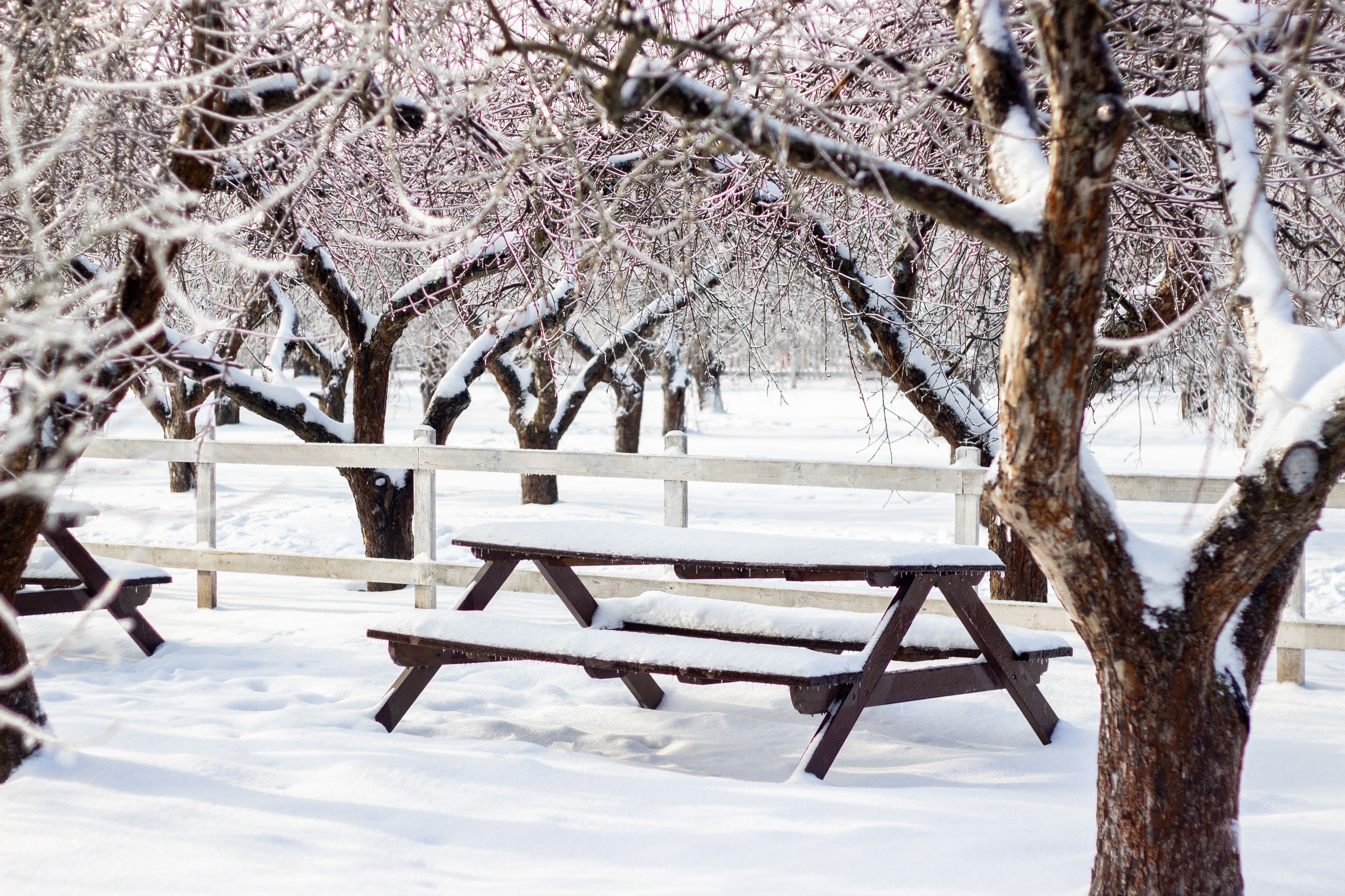 Snow-Covered Picnic Area in Winter Orchard · Free Stock Photo