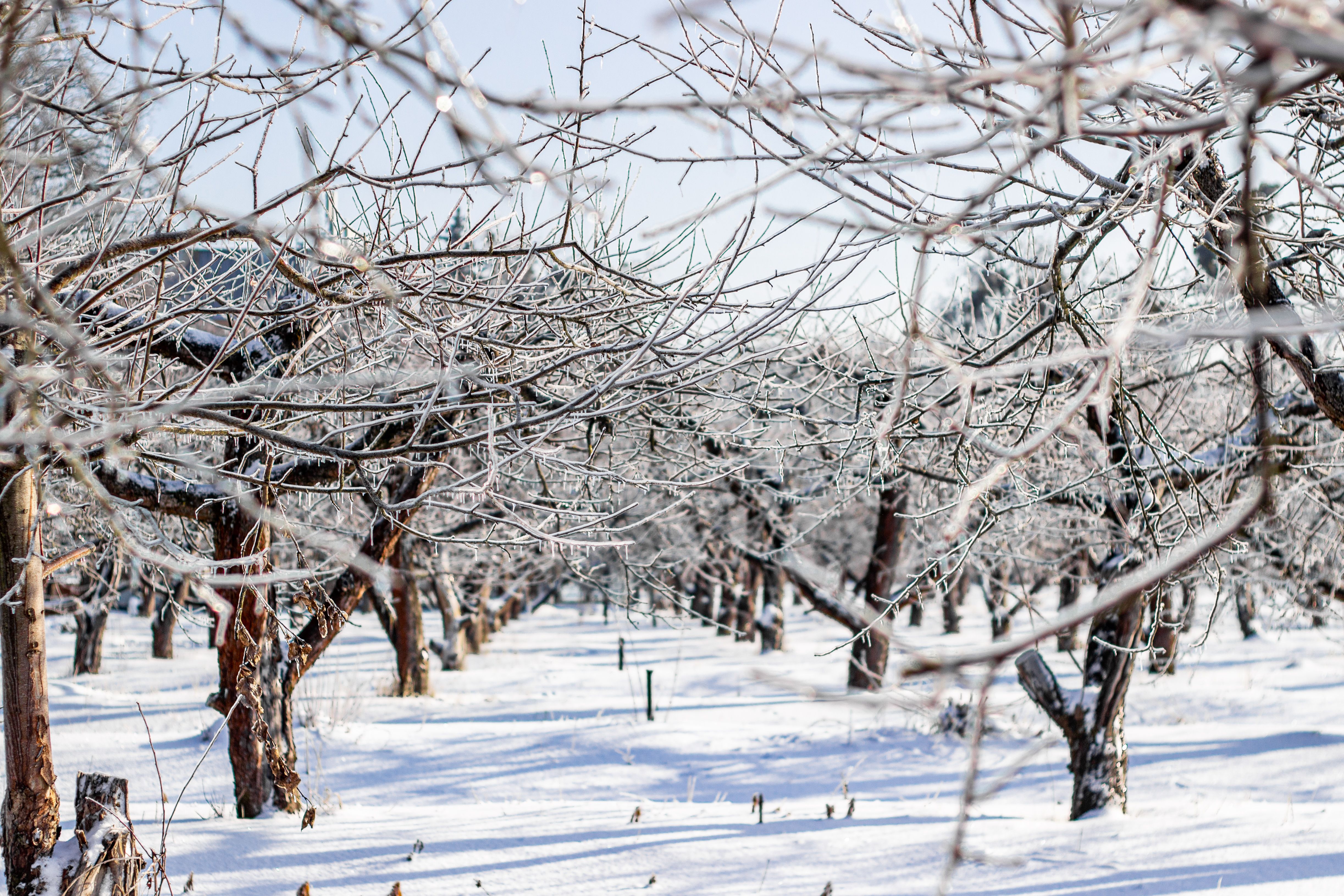 Cold January Photos, Download The BEST Free Cold January Stock Photos ...