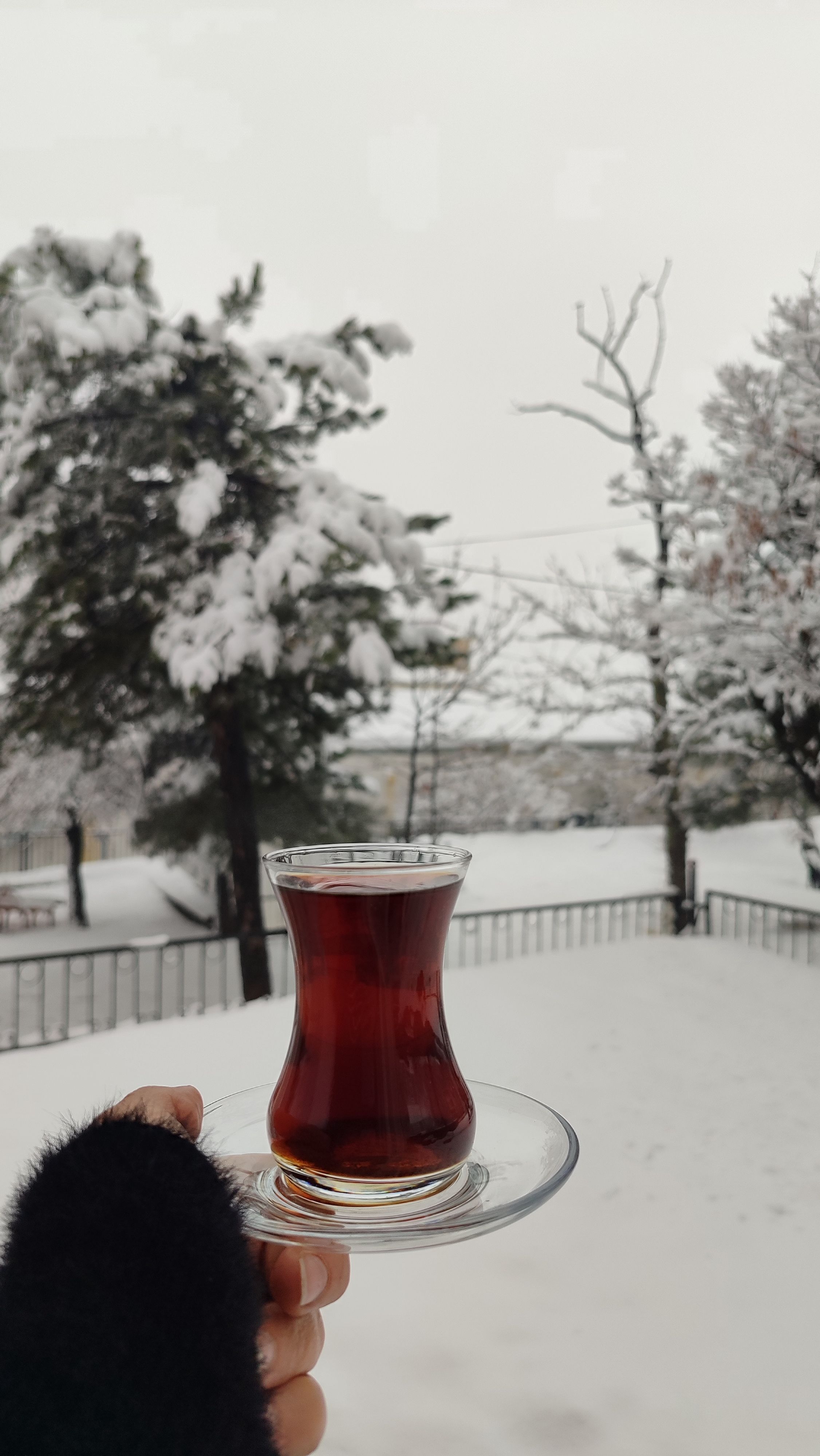 Tea+Tree+ต้น Photos, Download The BEST Free Tea+Tree+ต้น Stock Photos ...