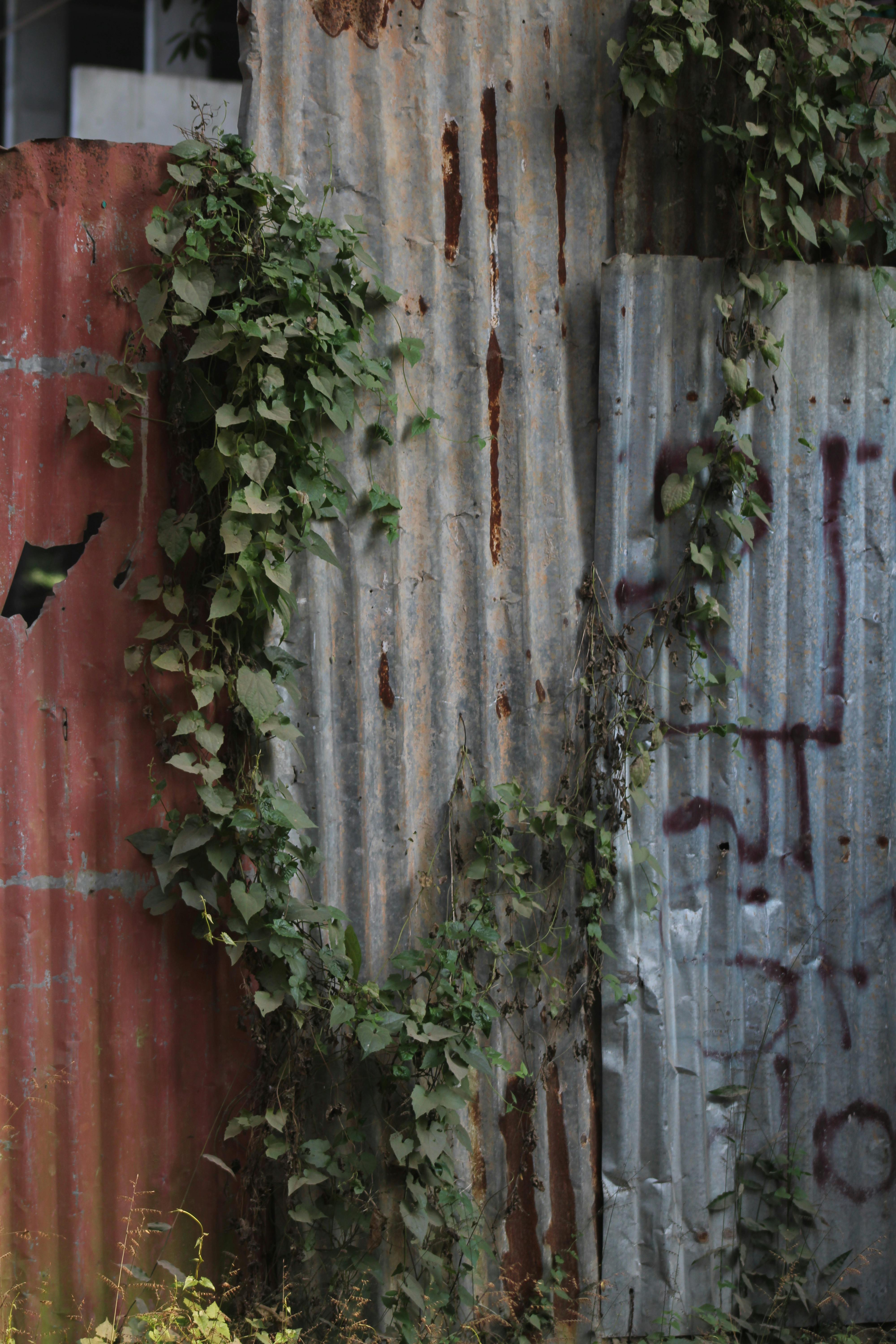 Urban decay with ivy on corrugated metal wall · Free Stock Photo