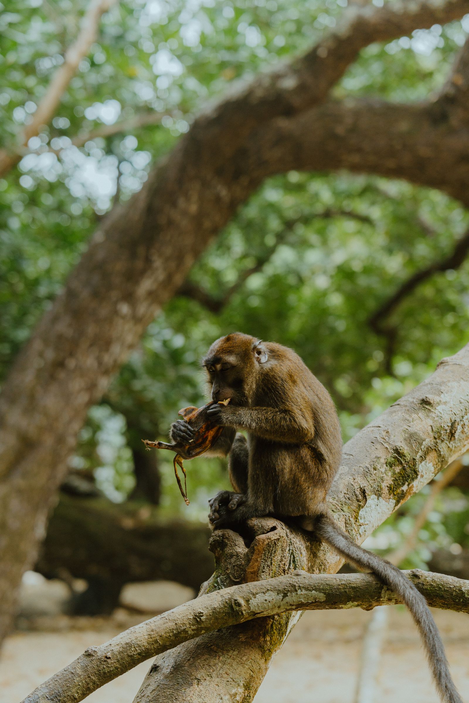 30 000+ Singe+qui+fais+un+doigts banque d’images et photos libres de ...