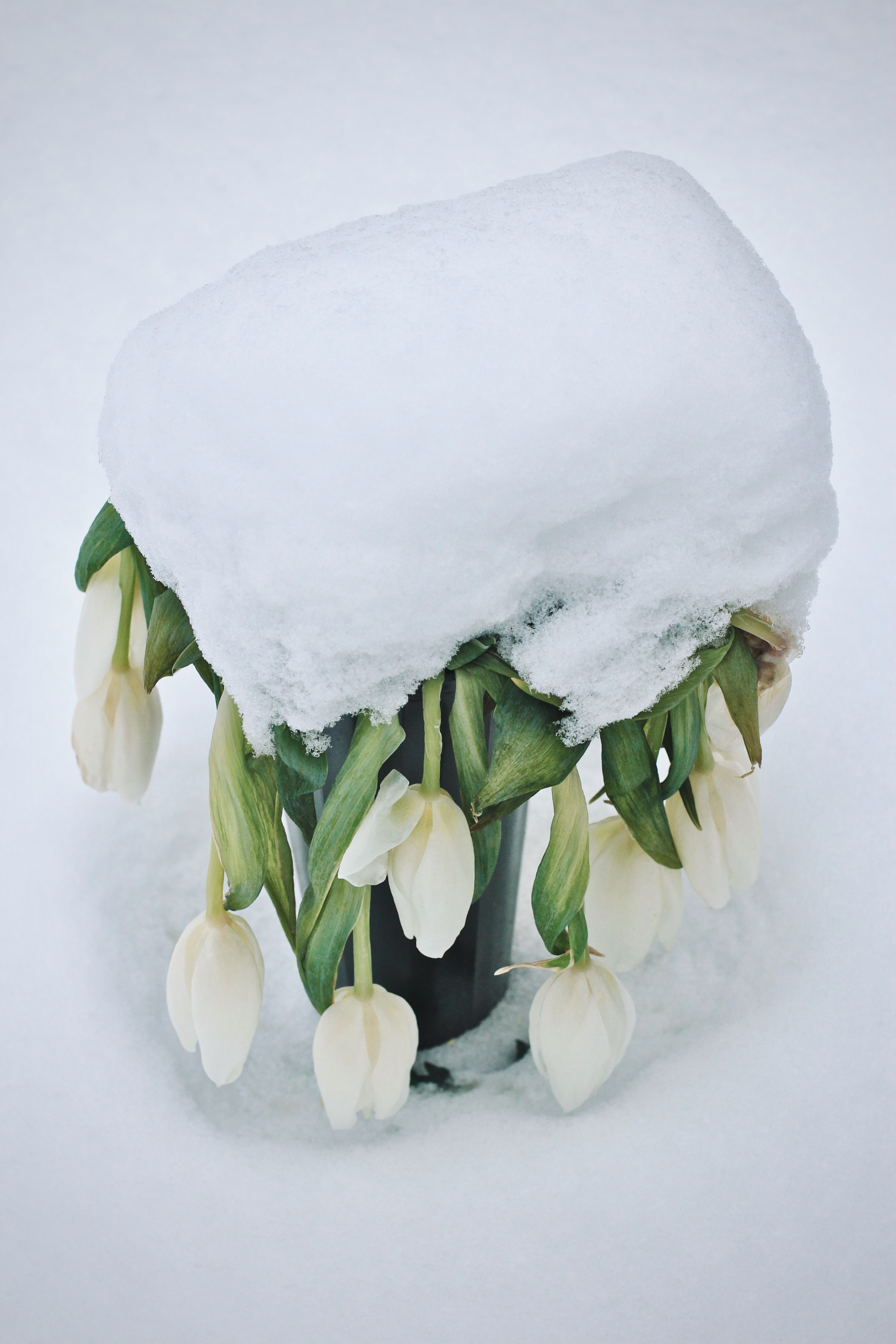 Spring Flowers In Snow Photos, Download The BEST Free Spring Flowers In ...