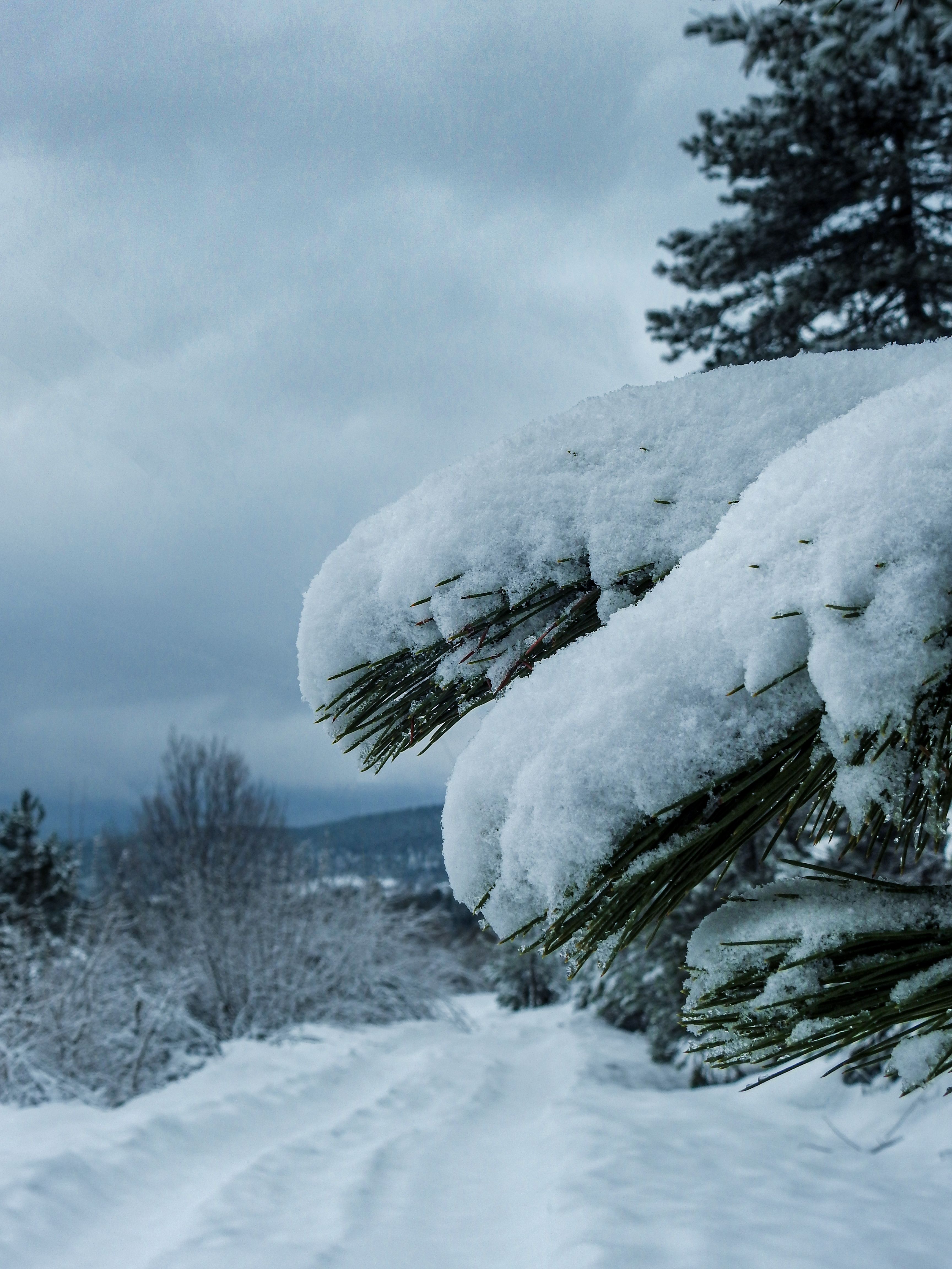 Snowy Pine Branches in Mengen, Bolu, Winter Scene · Free Stock Photo