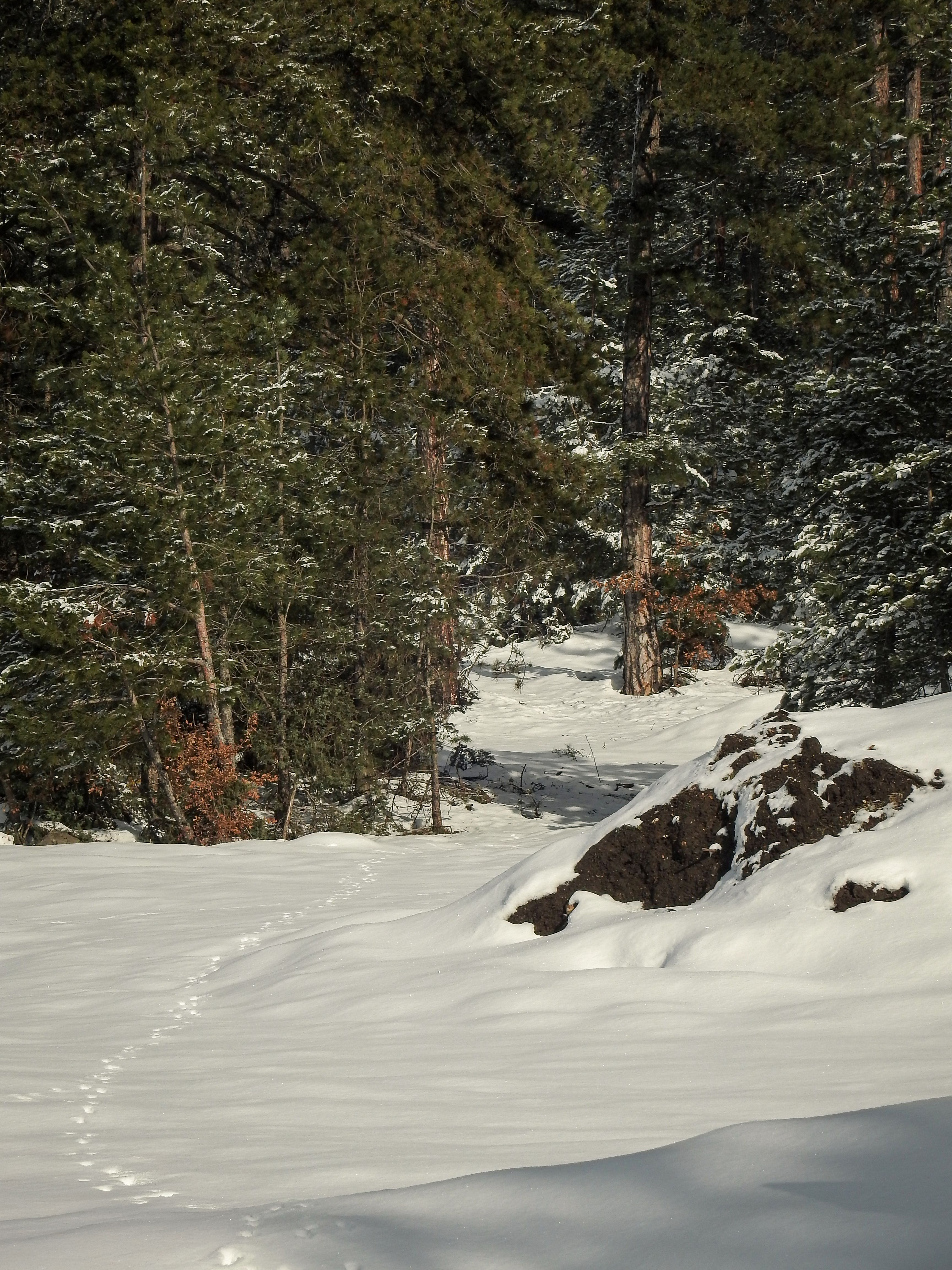 Snow-covered Forest Path in Bolu, Türkiye · Free Stock Photo