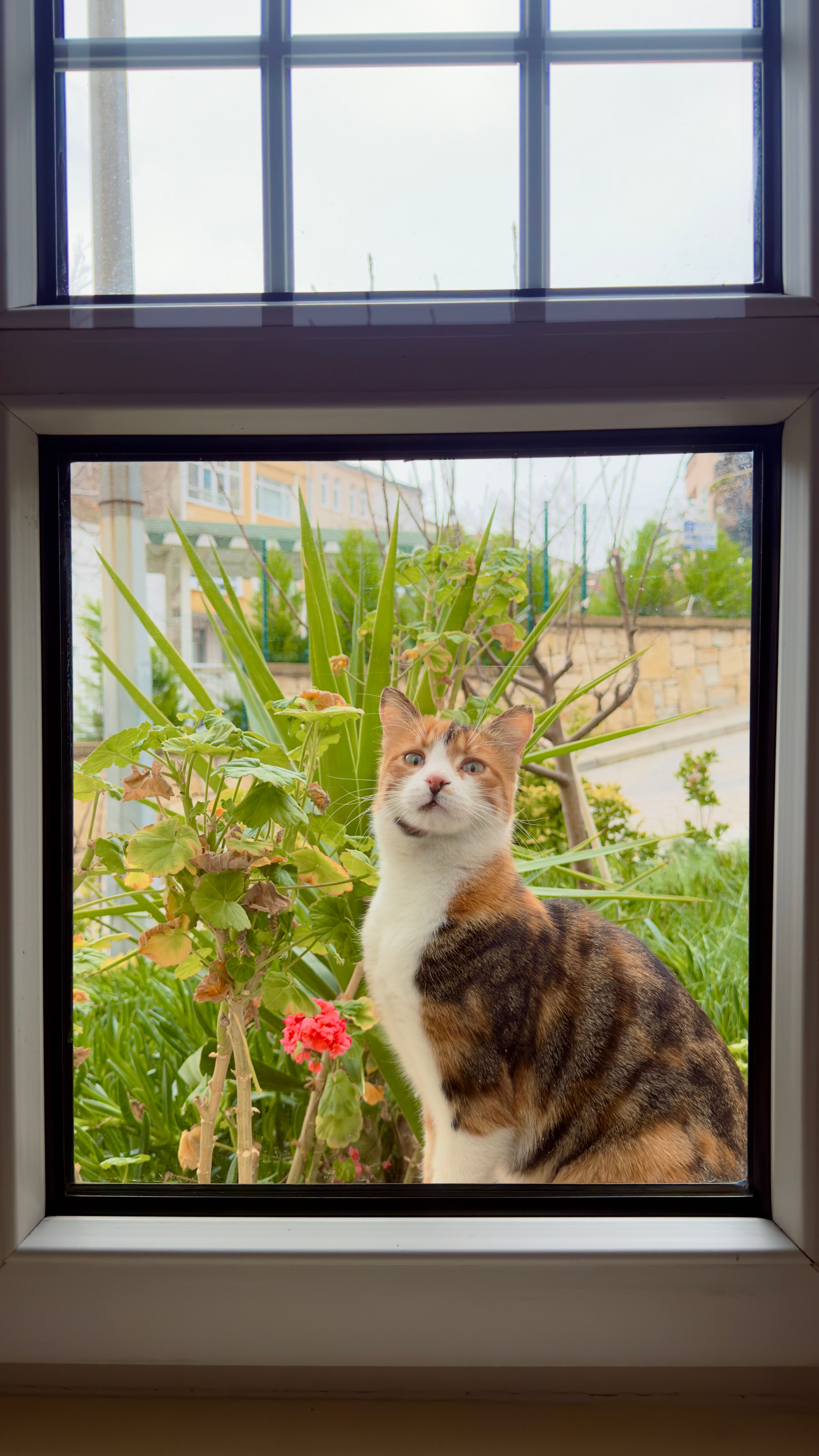 Cat Side View Photos, Download The BEST Free Cat Side View Stock Photos ...