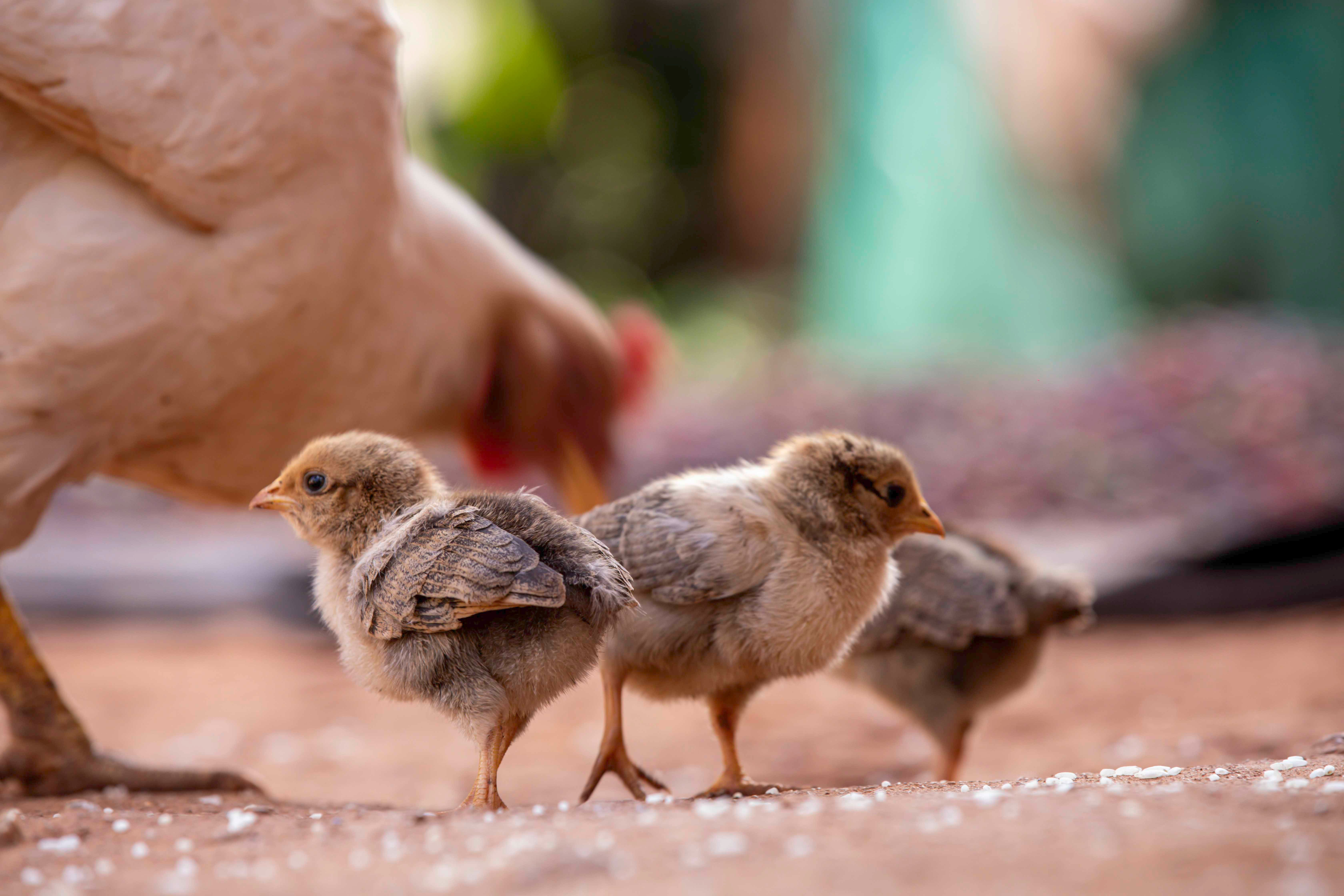 Adorable Chicks Exploring with Hen Outdoors · Free Stock Photo